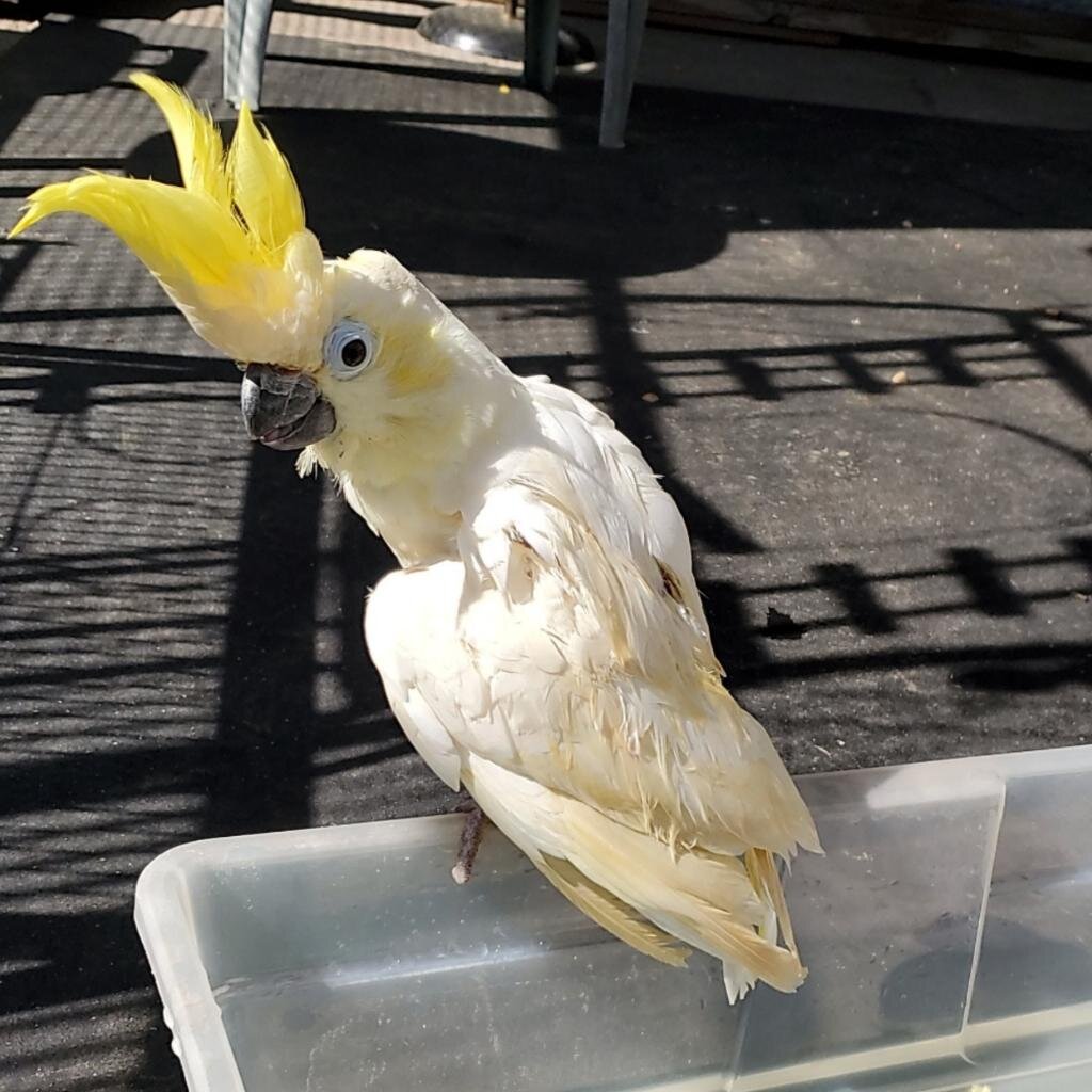 Rhode Island Parrot Rescue