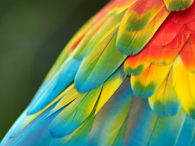 RIPR Education Library — Rhode Island Parrot Rescue