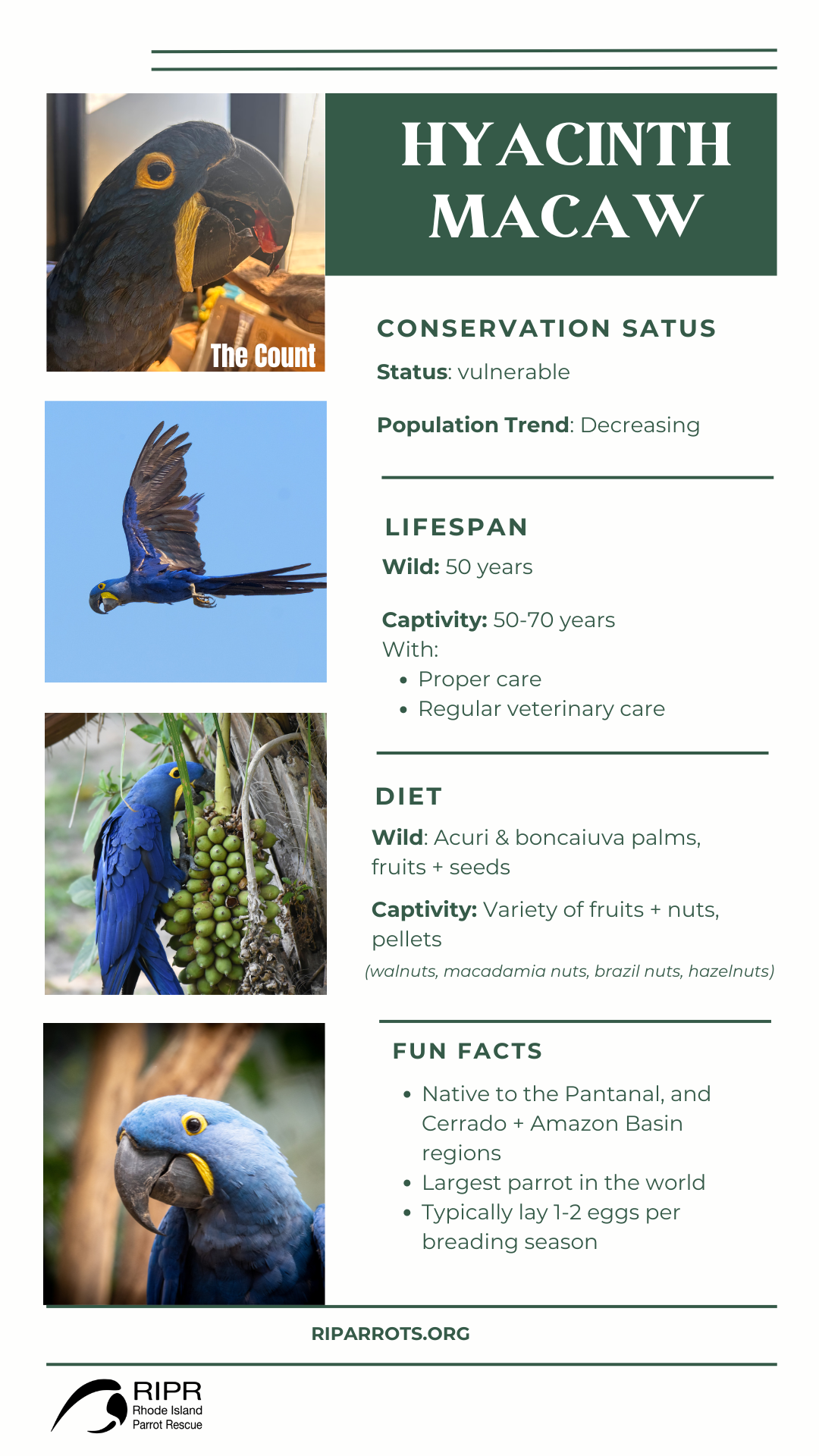 Hyacinth Macaws: The Largest of the Flying Parrot Species — Rhode ...