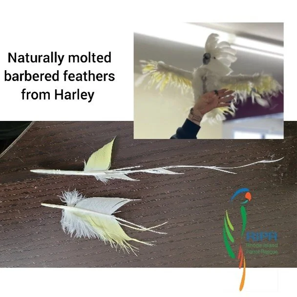 Feather Destruction: What is it, and how can I stop it? — Rhode Island Parrot Rescue
