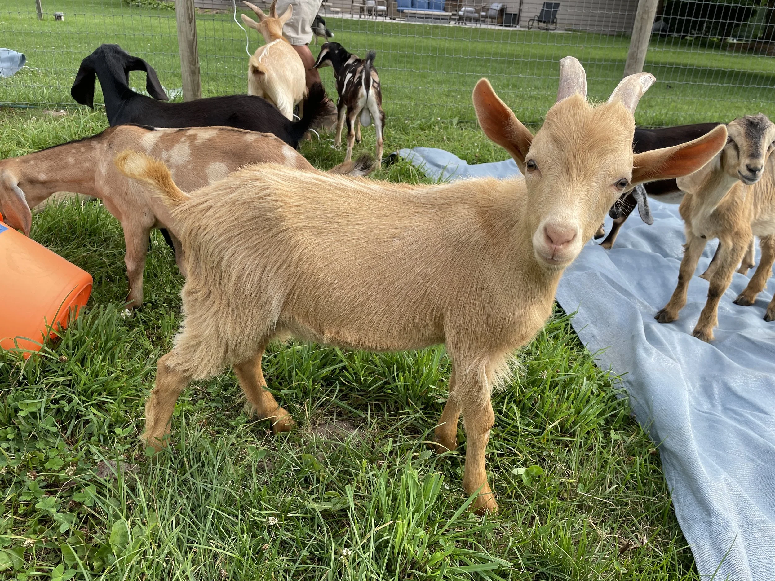Guernsey Goats Available — Cardinal Farms