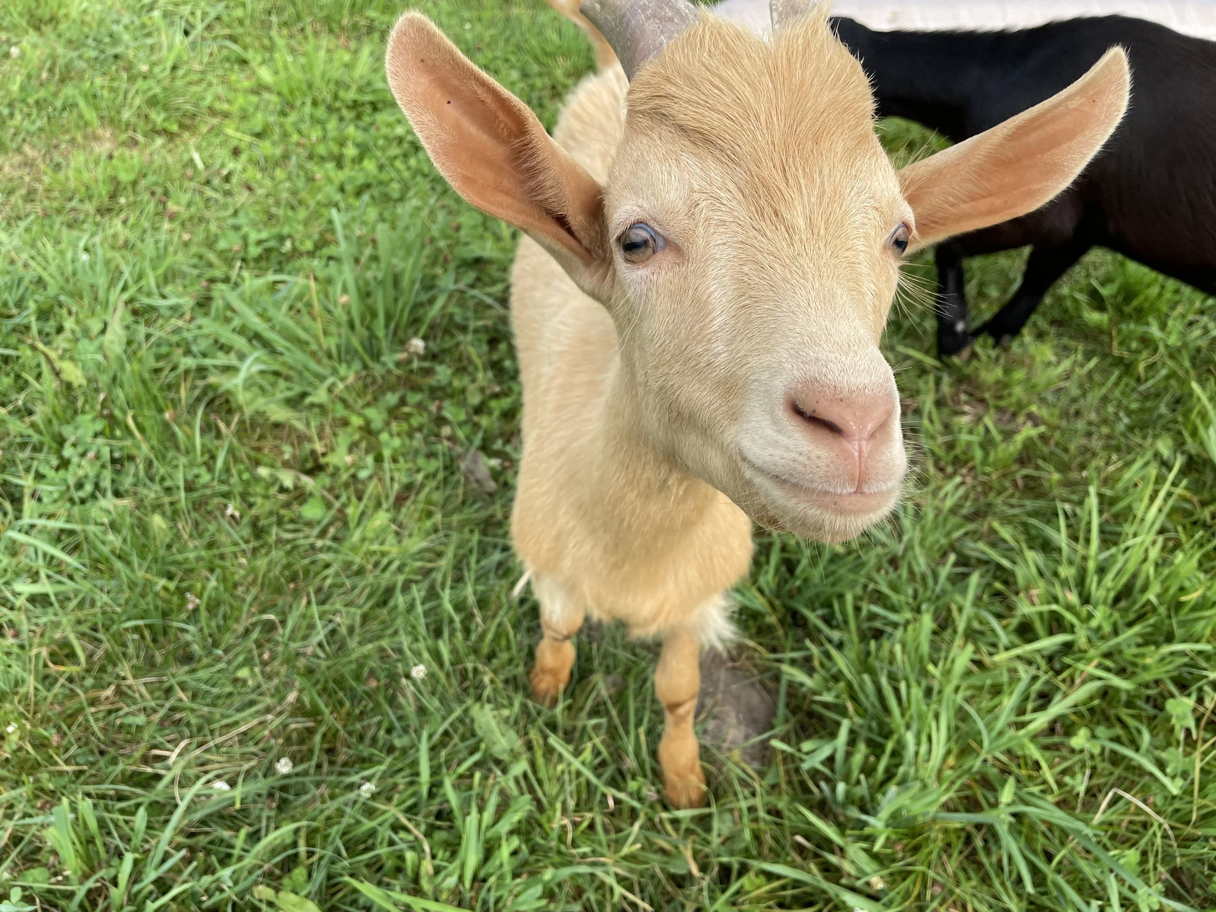 Guernsey Goats Available — Cardinal Farms