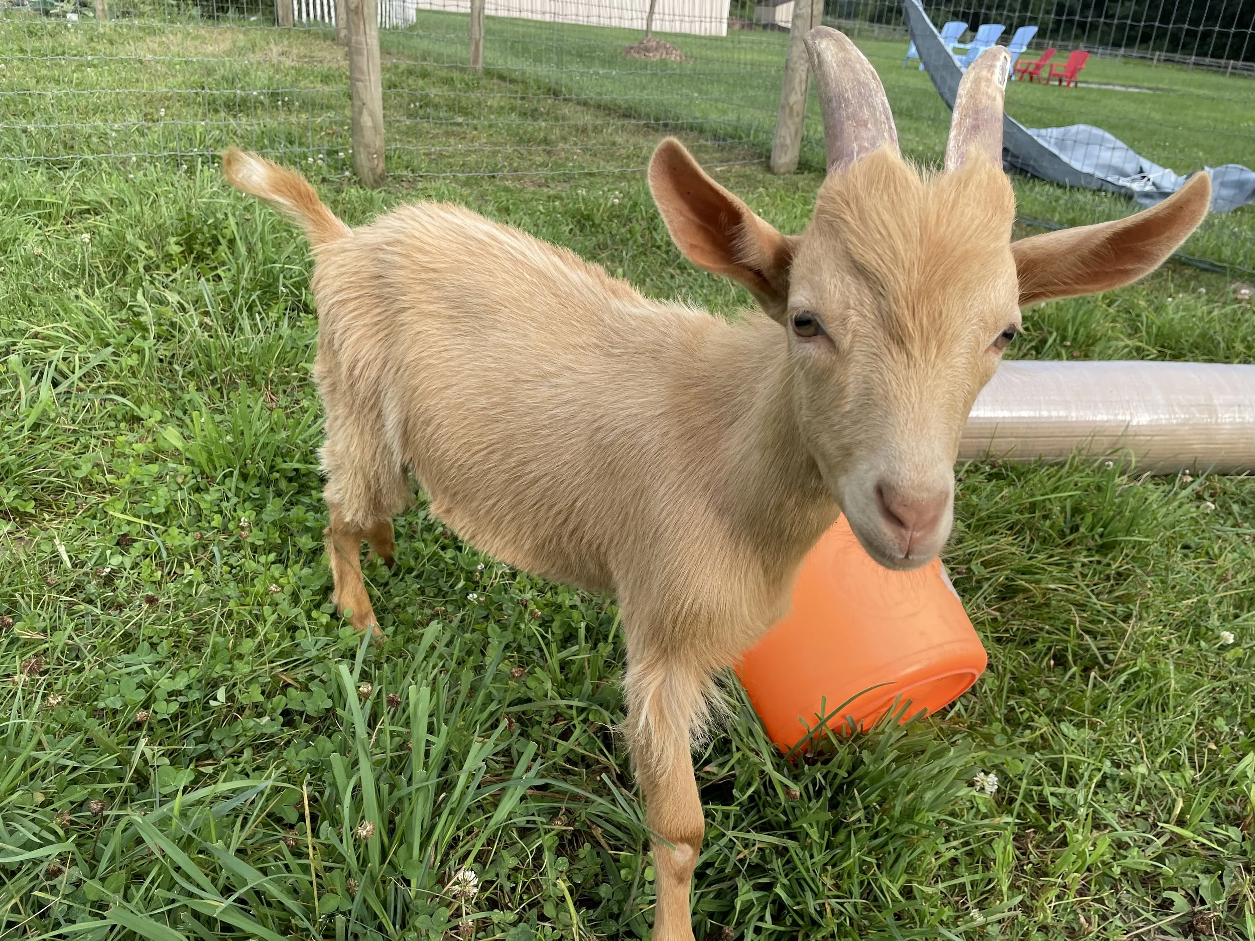 Guernsey Goats Available — Cardinal Farms