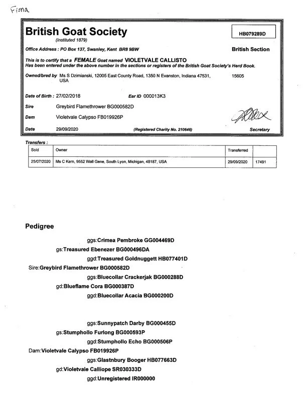 Guernsey Goats Available — Cardinal Farms