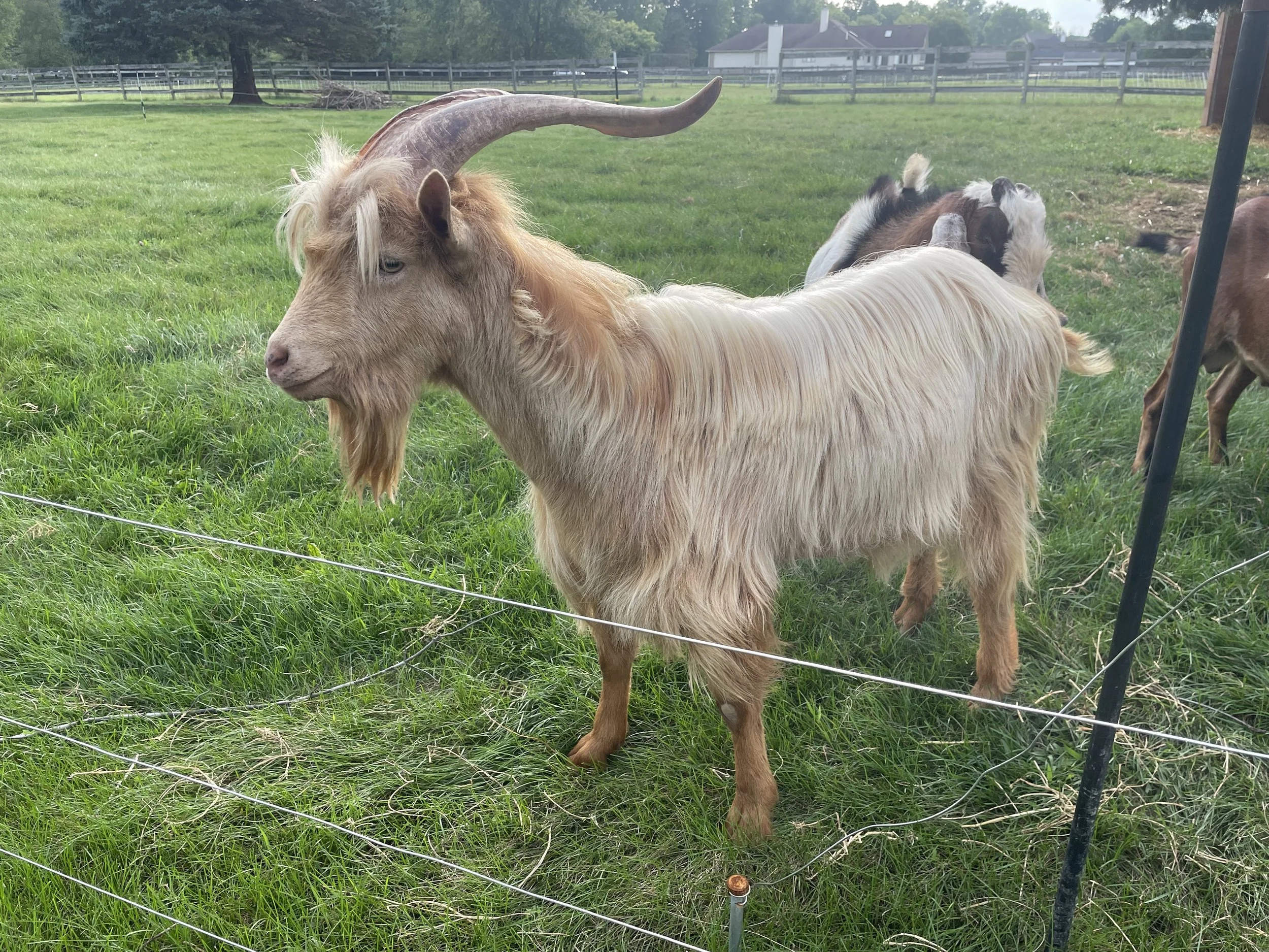 Guernsey Goats Available — Cardinal Farms