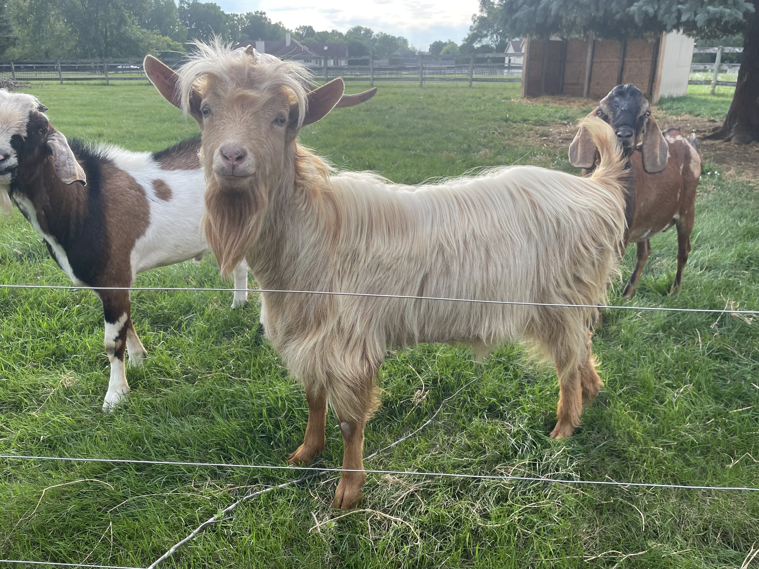 Guernsey Goats Available — Cardinal Farms