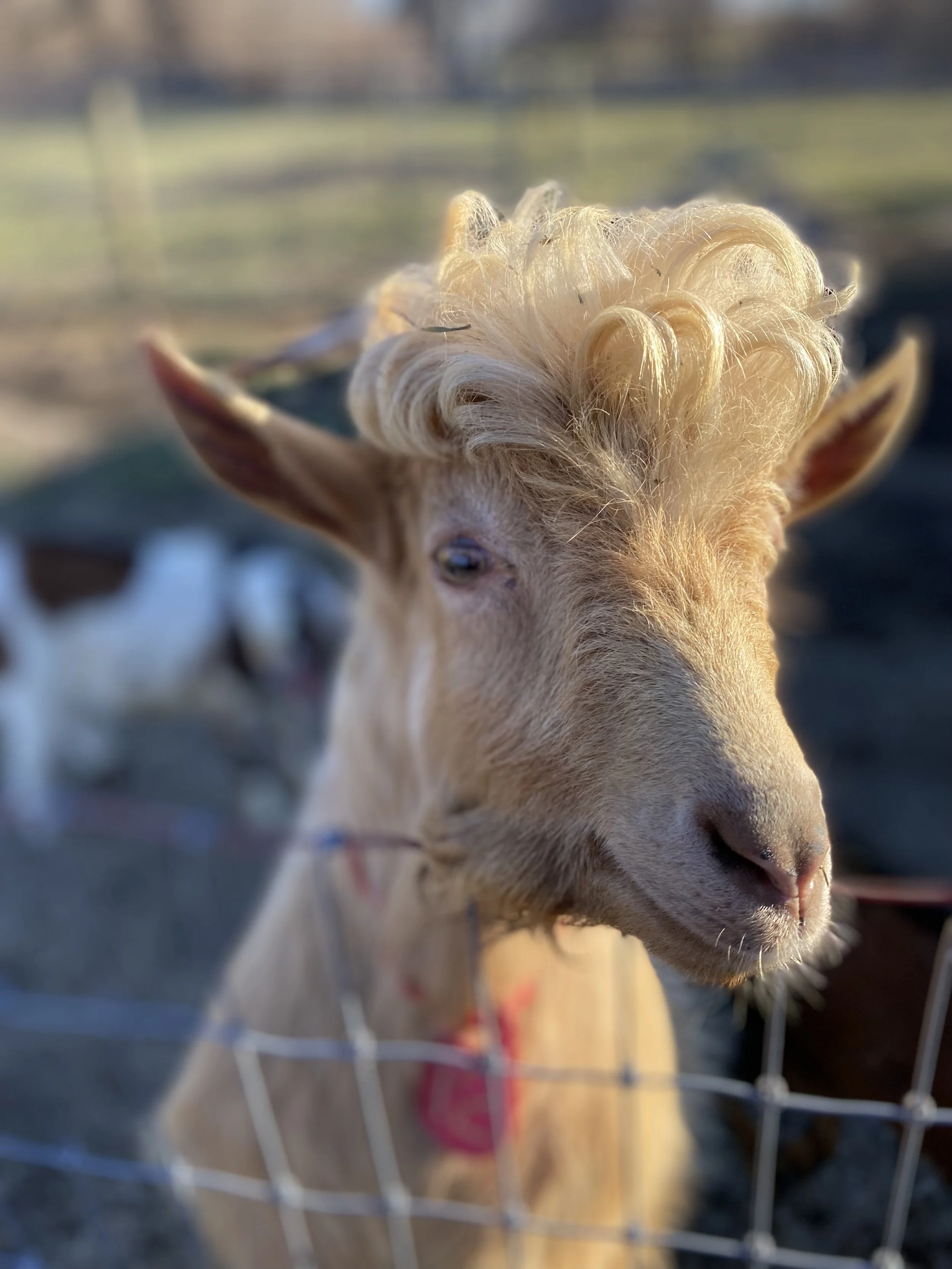 Guernsey Goats Available — Cardinal Farms