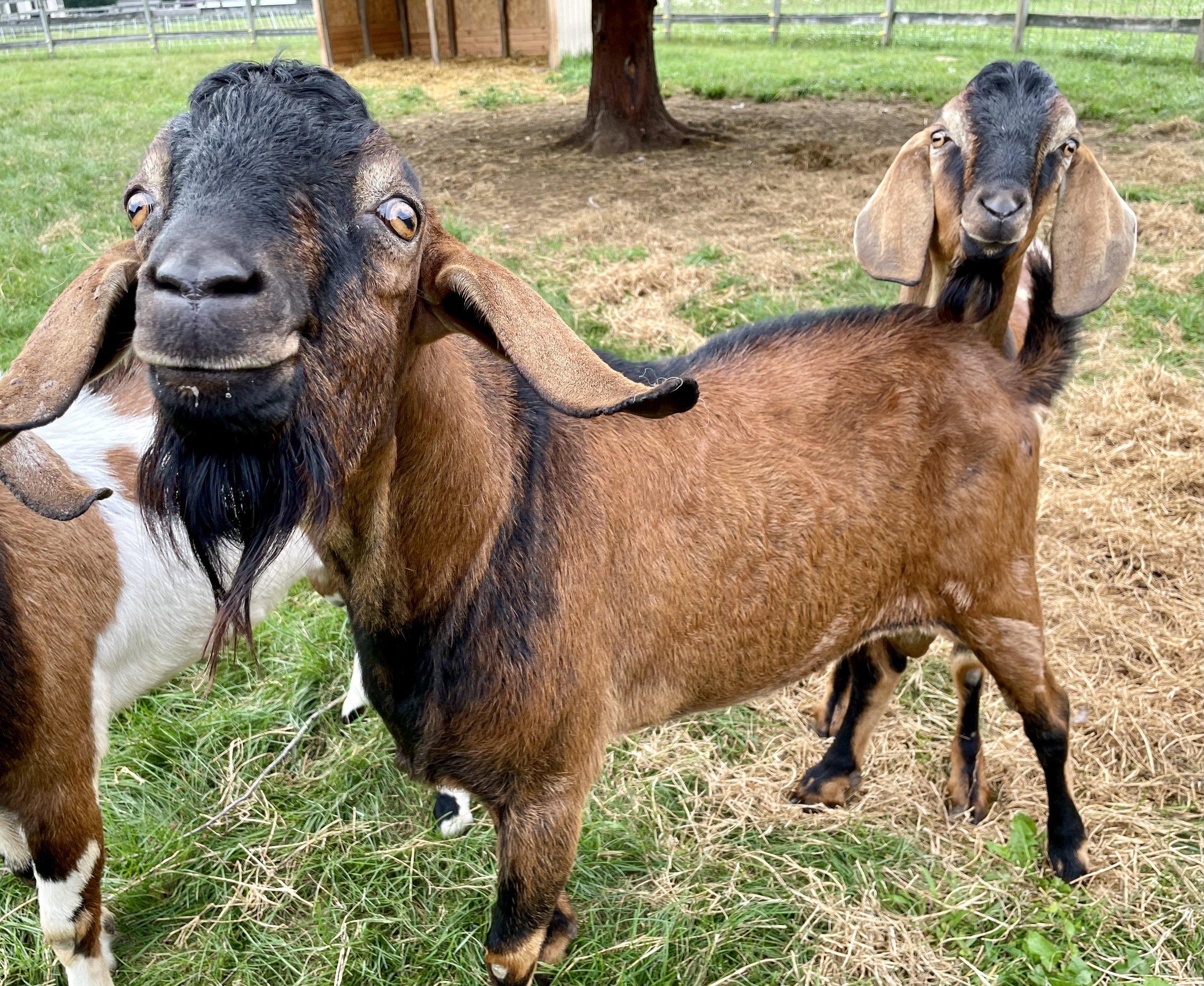 Mini-Nubians Available — Cardinal Farms