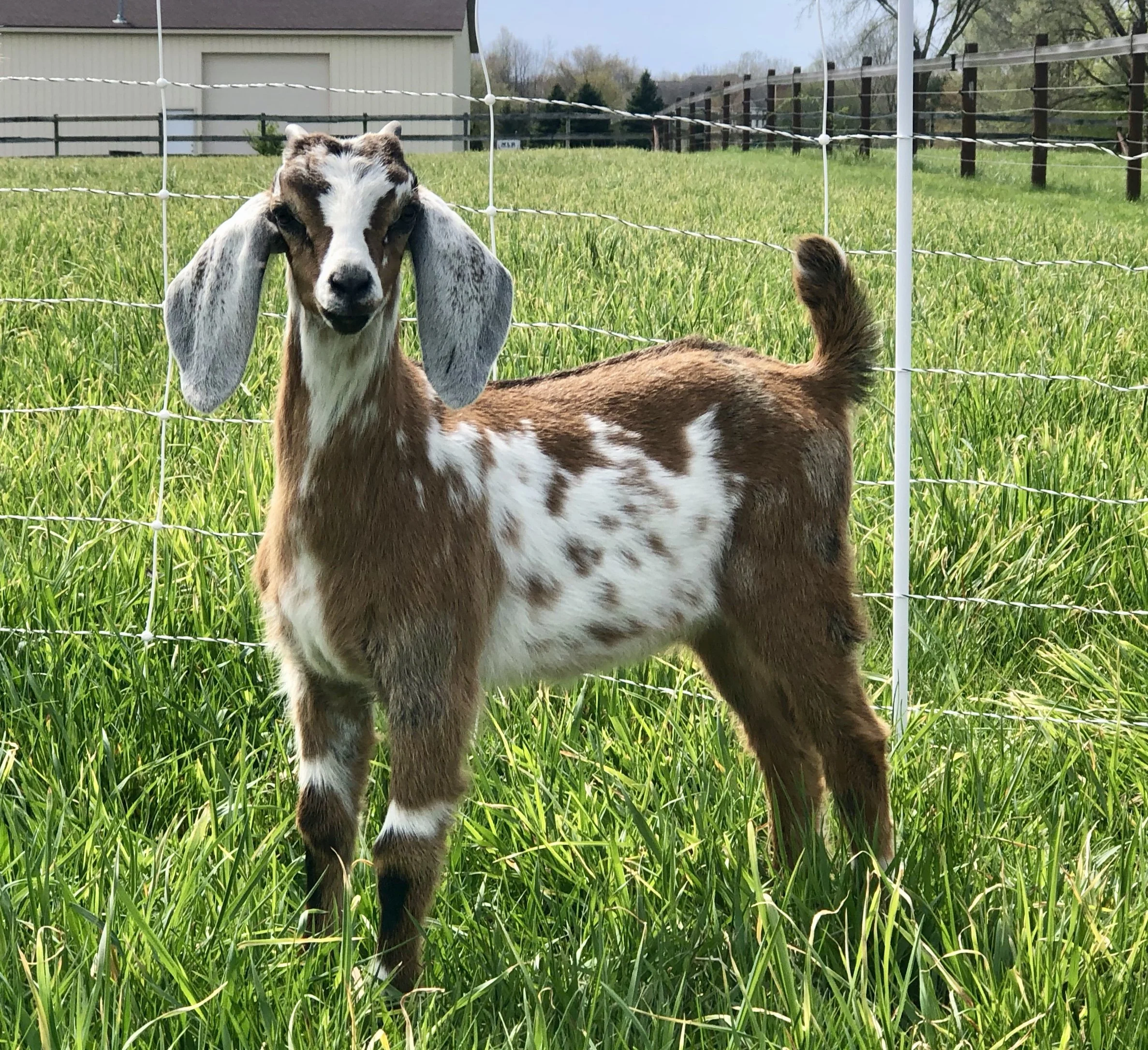 Mini-Nubians Available — Cardinal Farms