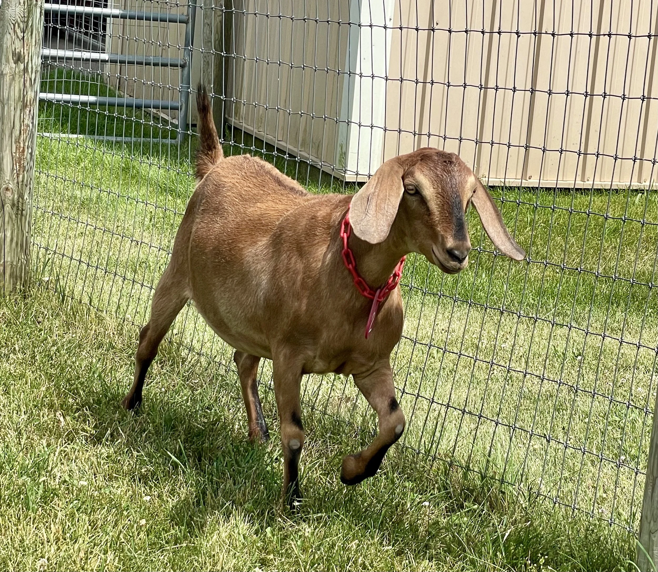 Mini-Nubians Available — Cardinal Farms