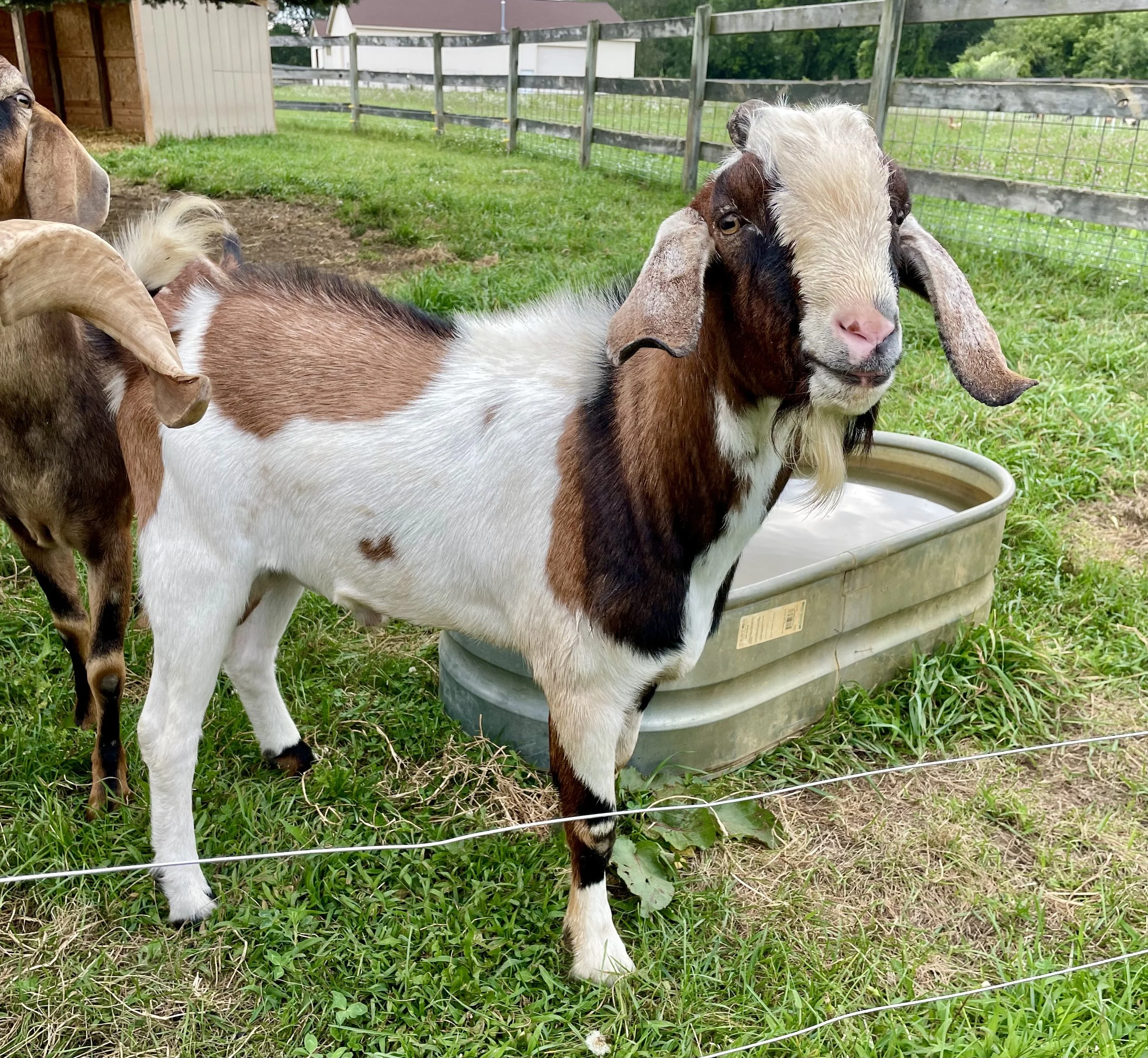 Mini-Nubians Available — Cardinal Farms