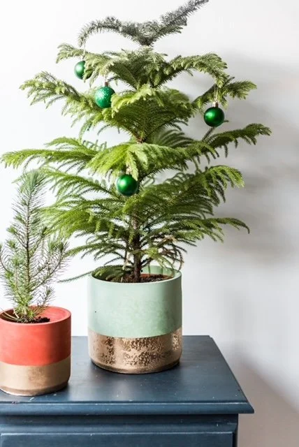 Festive Fix: Forever Tree for Xmas — PEXMAS