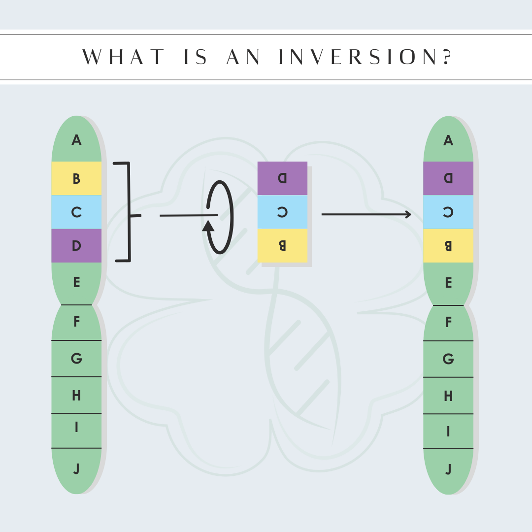 Hemophilia A — Clover Genetics