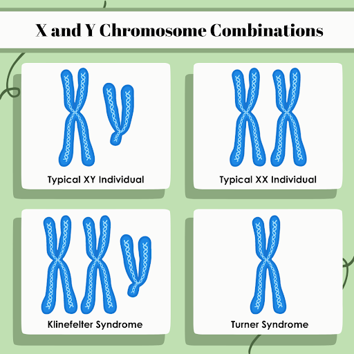 The X Chromosome — Clover Genetics