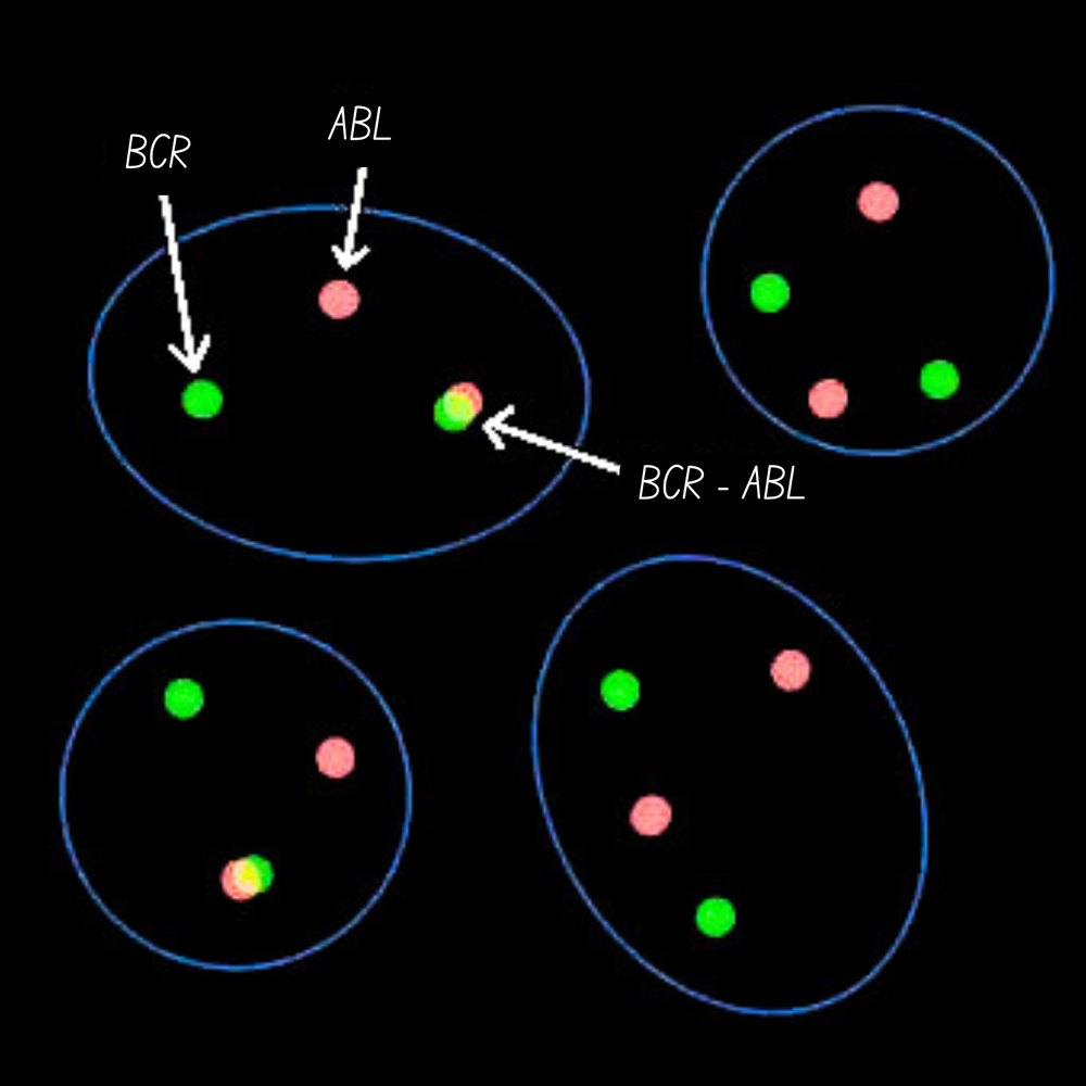 Cytogenetics — Clover Genetics