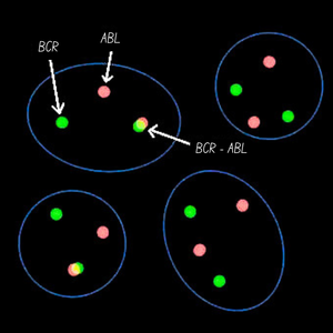 Cytogenetics — Clover Genetics