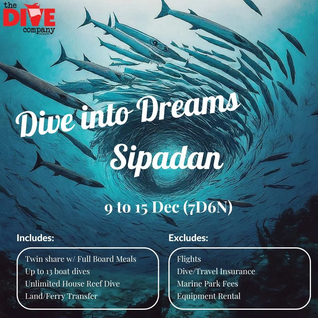 Dive Calendar: Explore Reefs & More with The Dive Company — The Dive ...