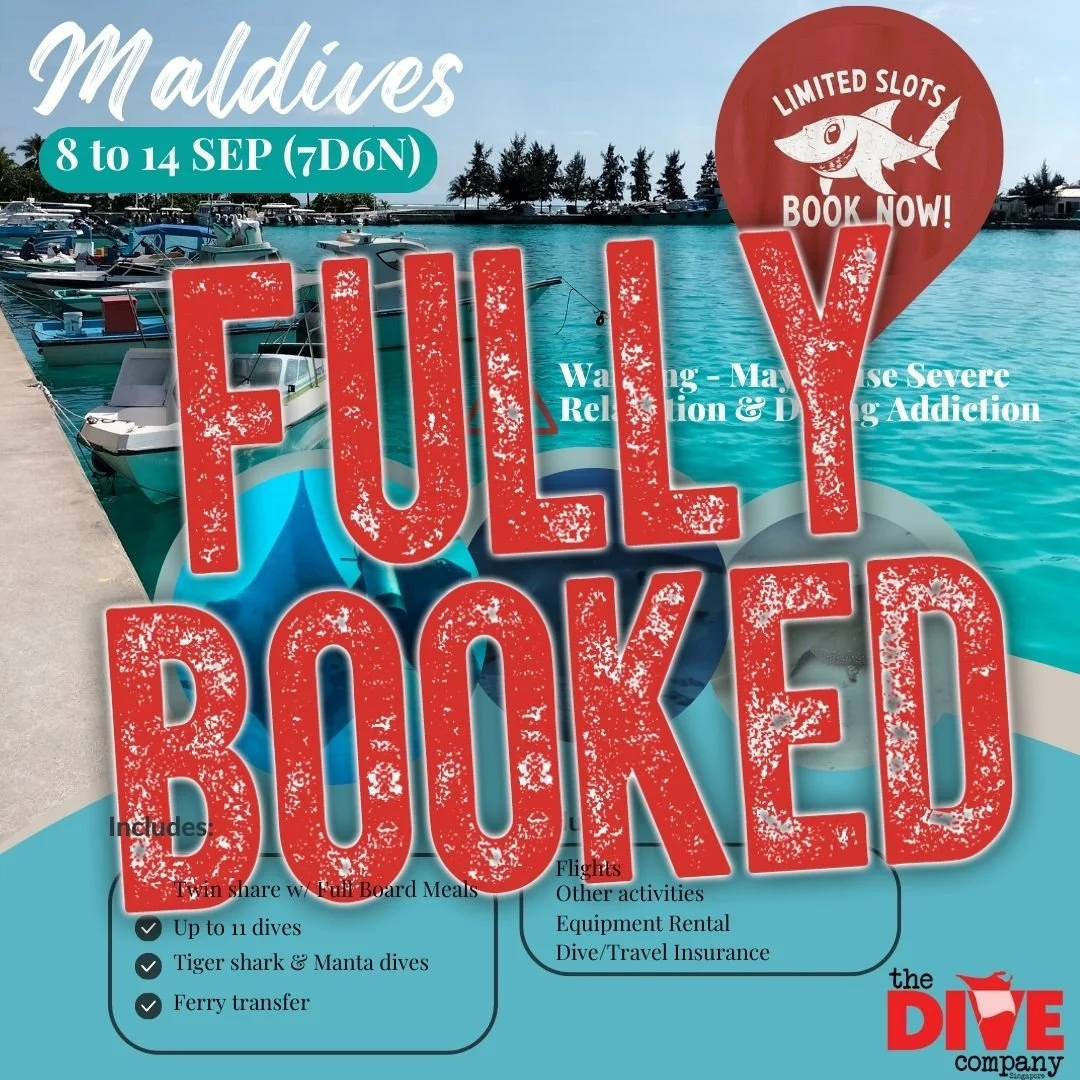 Dive Calendar: Explore Reefs & More with The Dive Company — The Dive ...