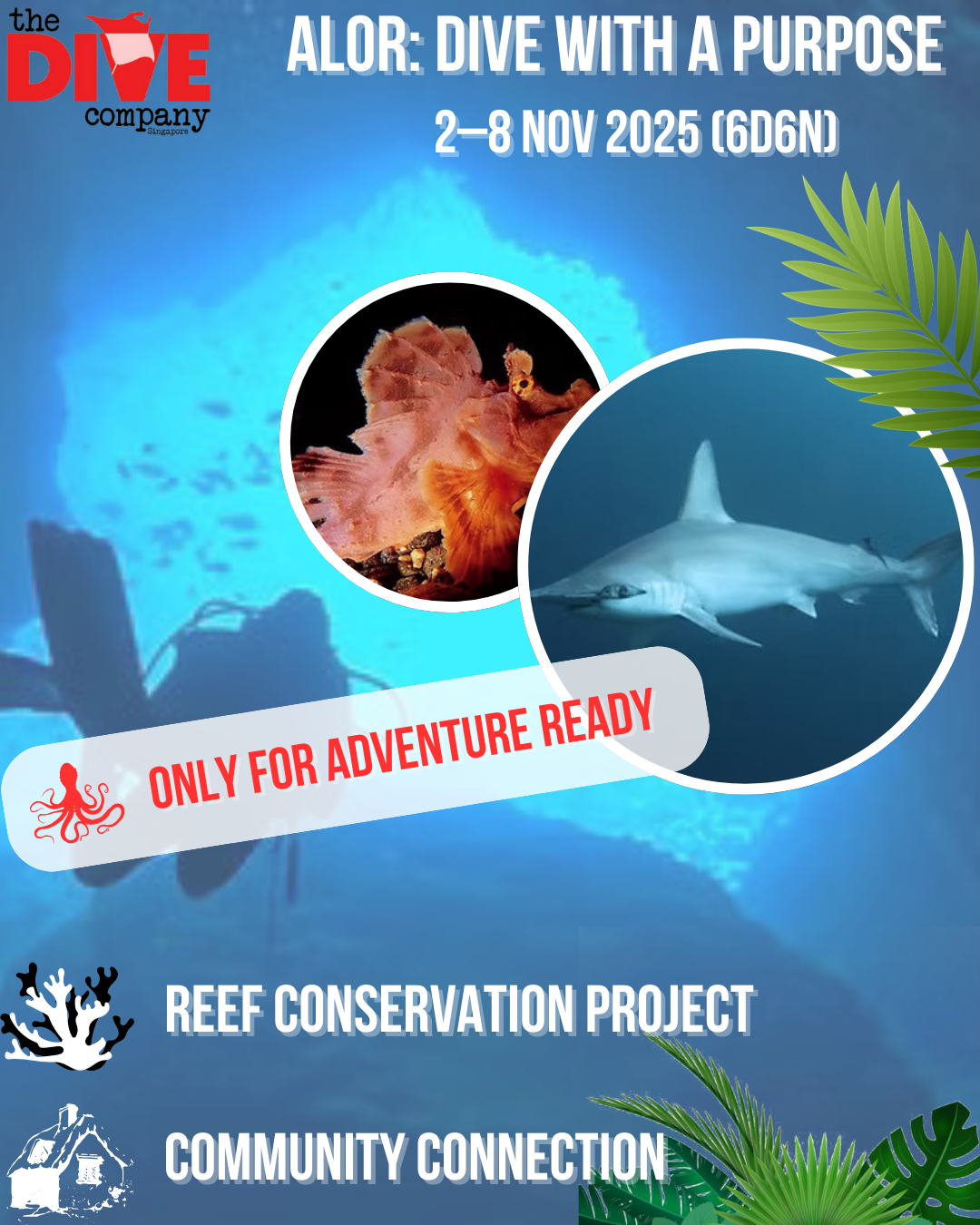 Dive Calendar: Explore Reefs & More with The Dive Company — The Dive ...
