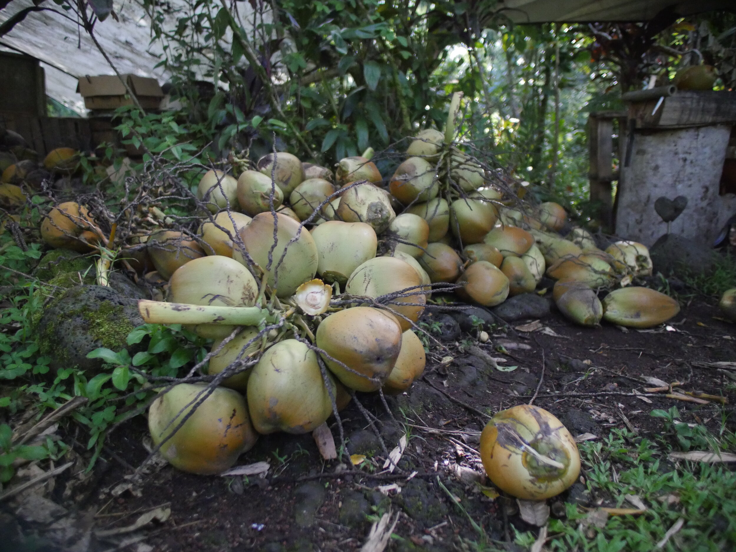 Coconut Sprouts — GaiaYoga