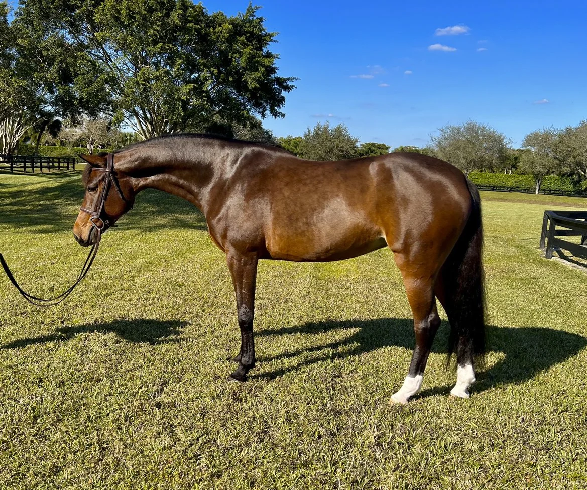Horses for Sale — Gavin Moylan Stables