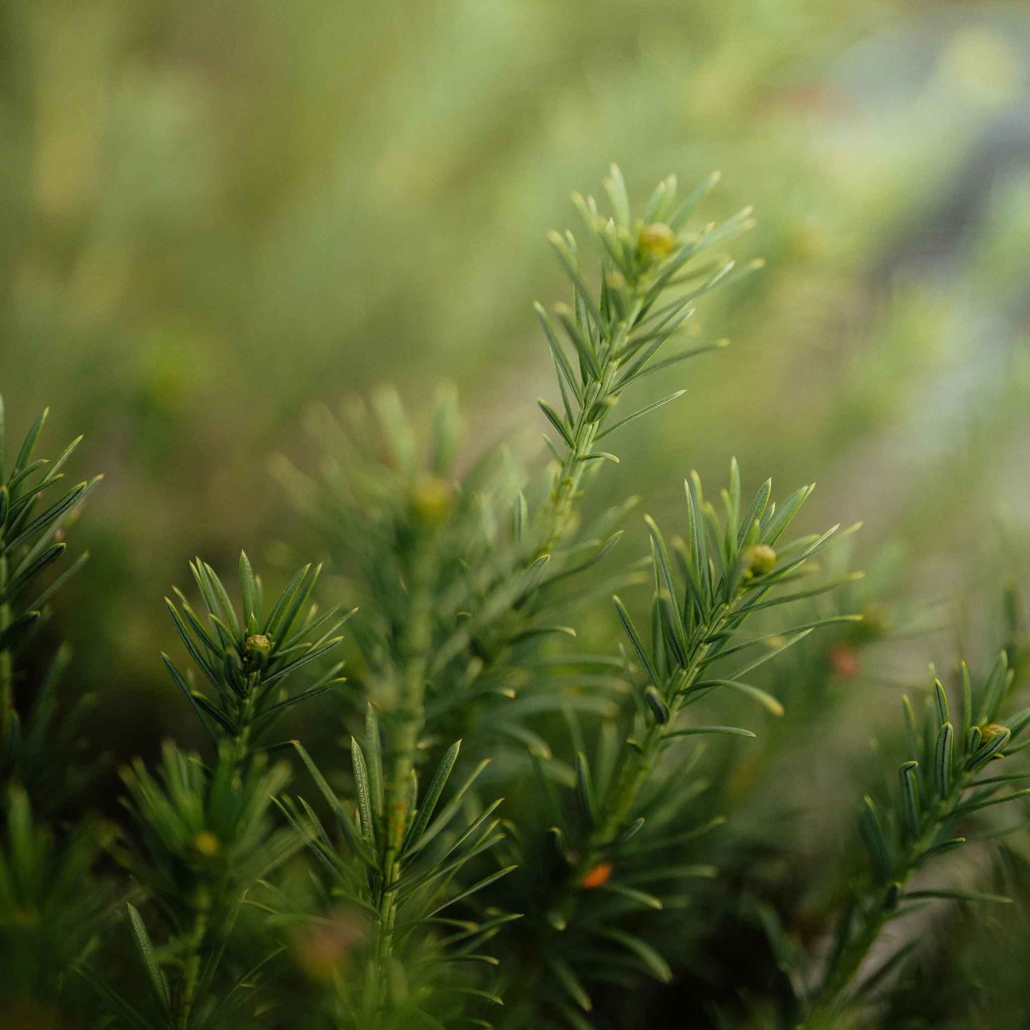 "FujiLove" Lightroom Presets — Dice Sales Photography