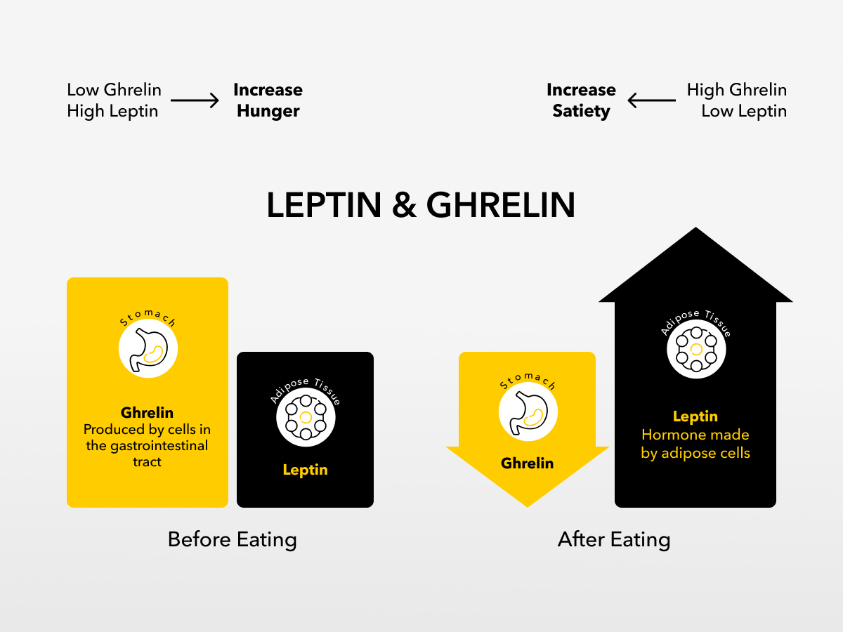 Leptin & Ghrelin - Hunger Hormones | NOVI Health