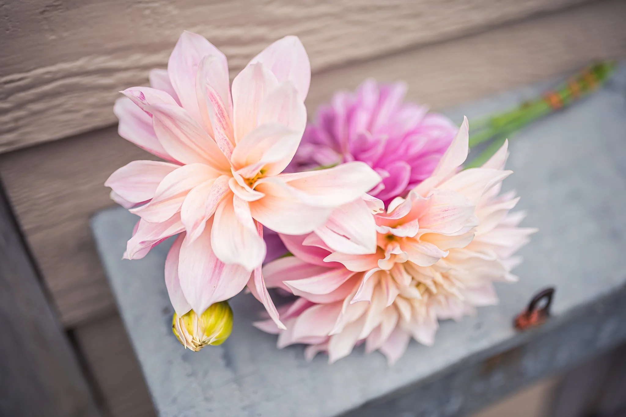 Seasonal Gallery — Pixie Acres