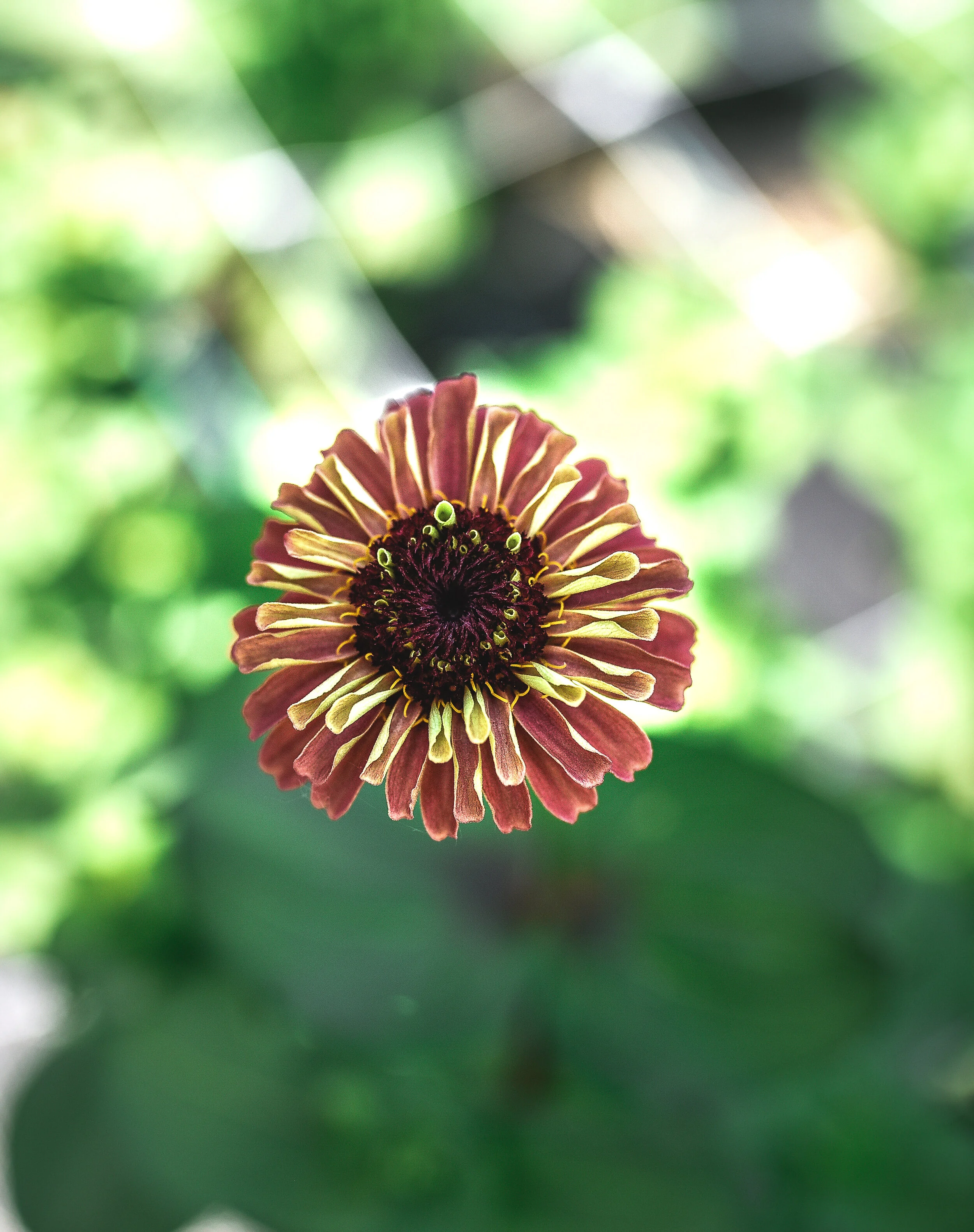 Seasonal Gallery — Pixie Acres