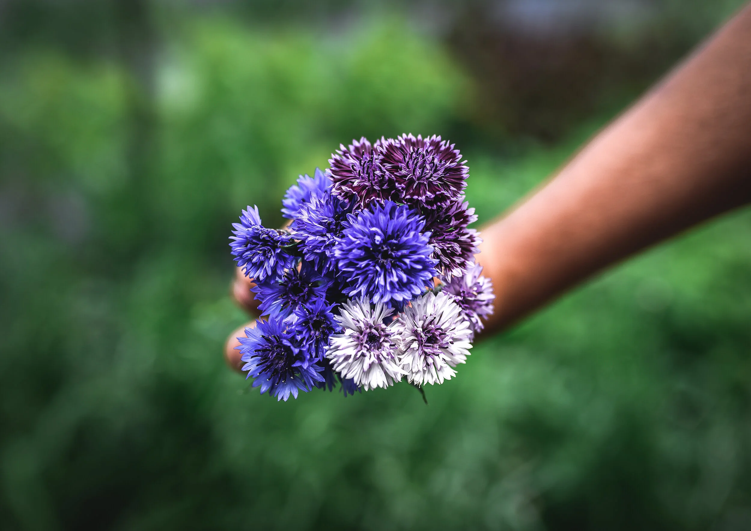 Seasonal Gallery — Pixie Acres