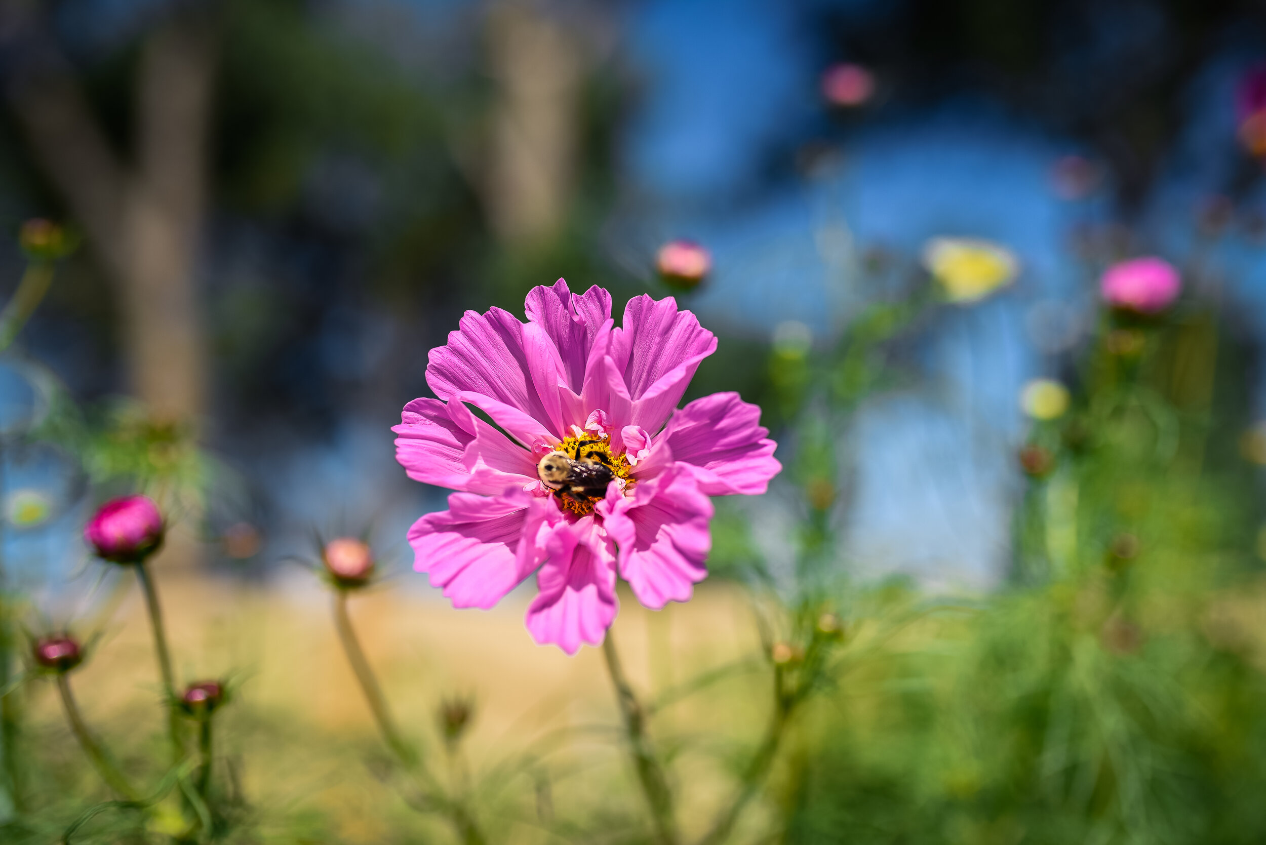 Seasonal Gallery — Pixie Acres