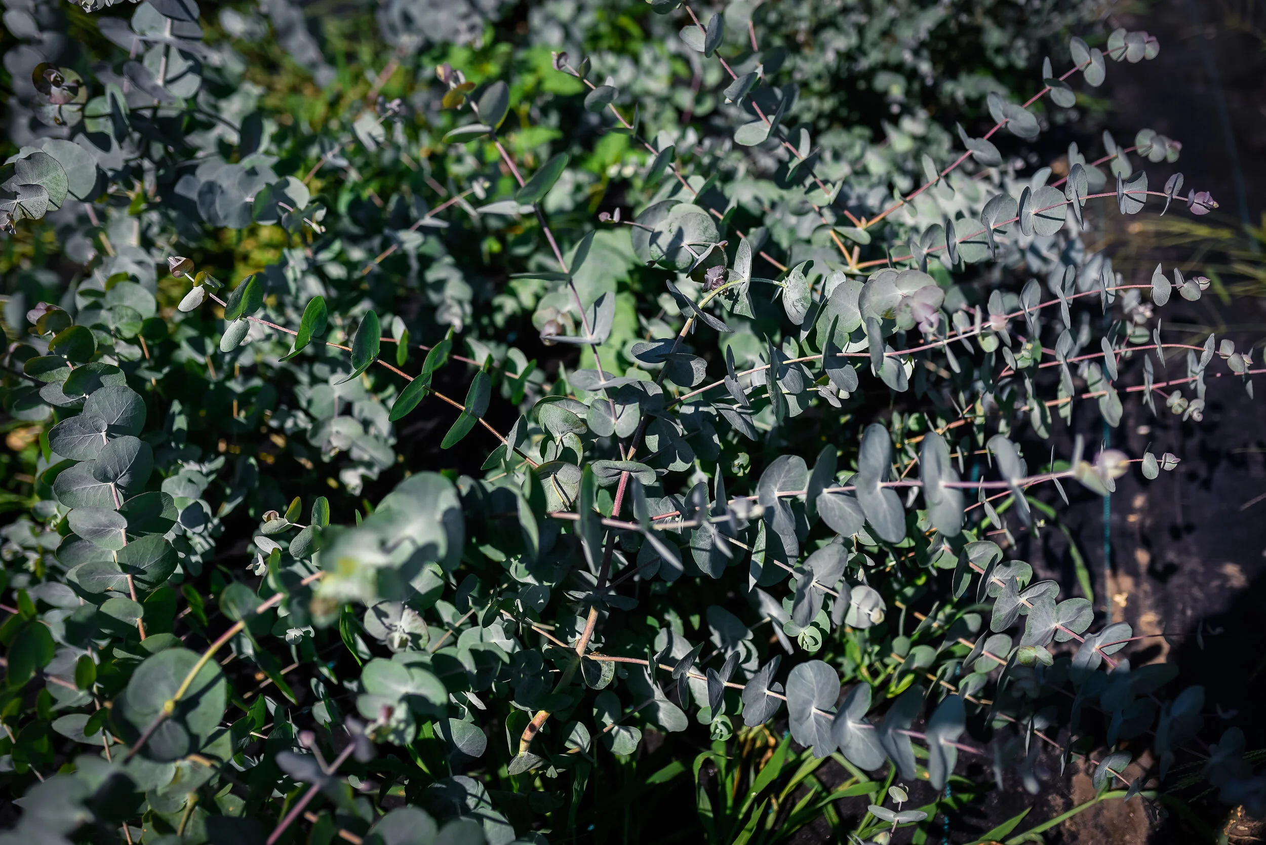 Seasonal Gallery — Pixie Acres