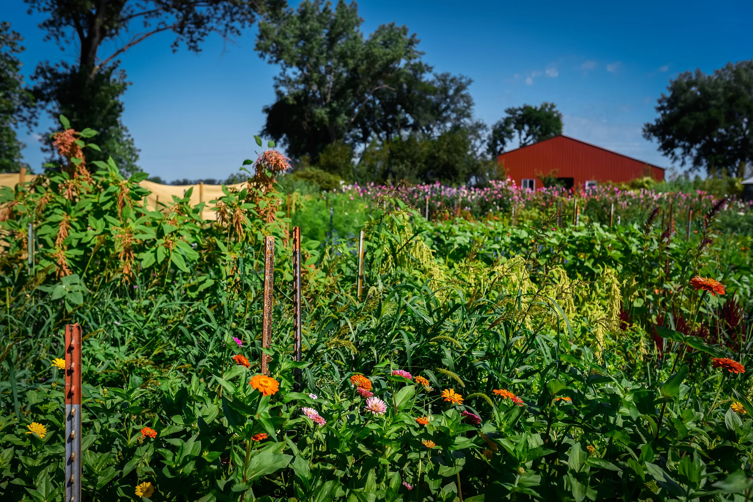 Seasonal Gallery — Pixie Acres