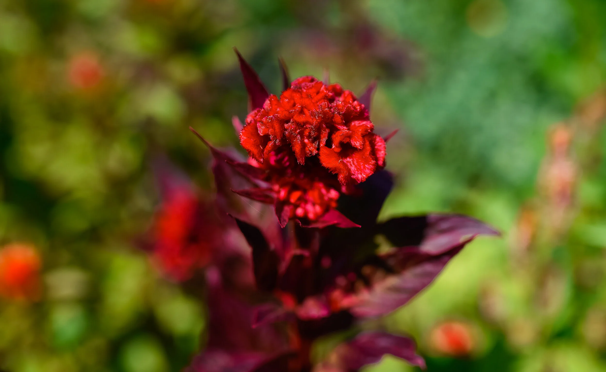 Seasonal Gallery — Pixie Acres