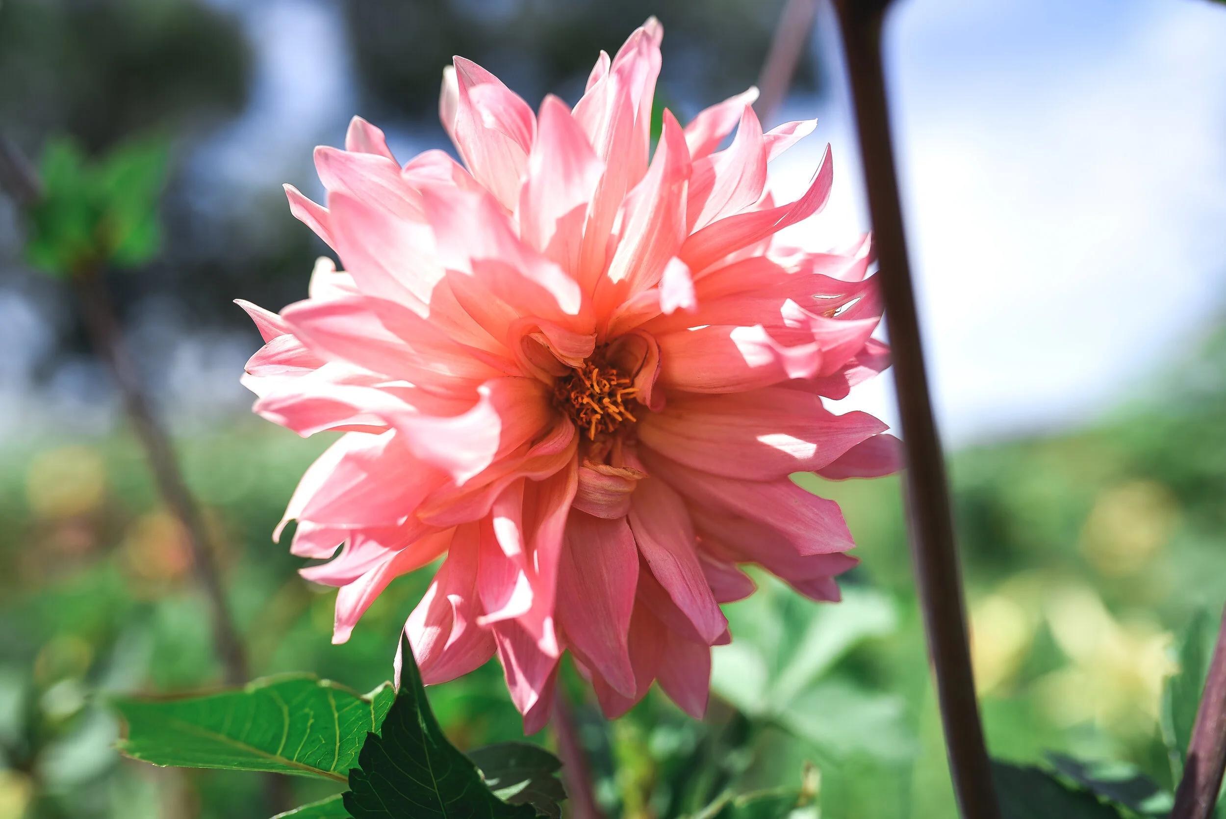 Seasonal Gallery — Pixie Acres