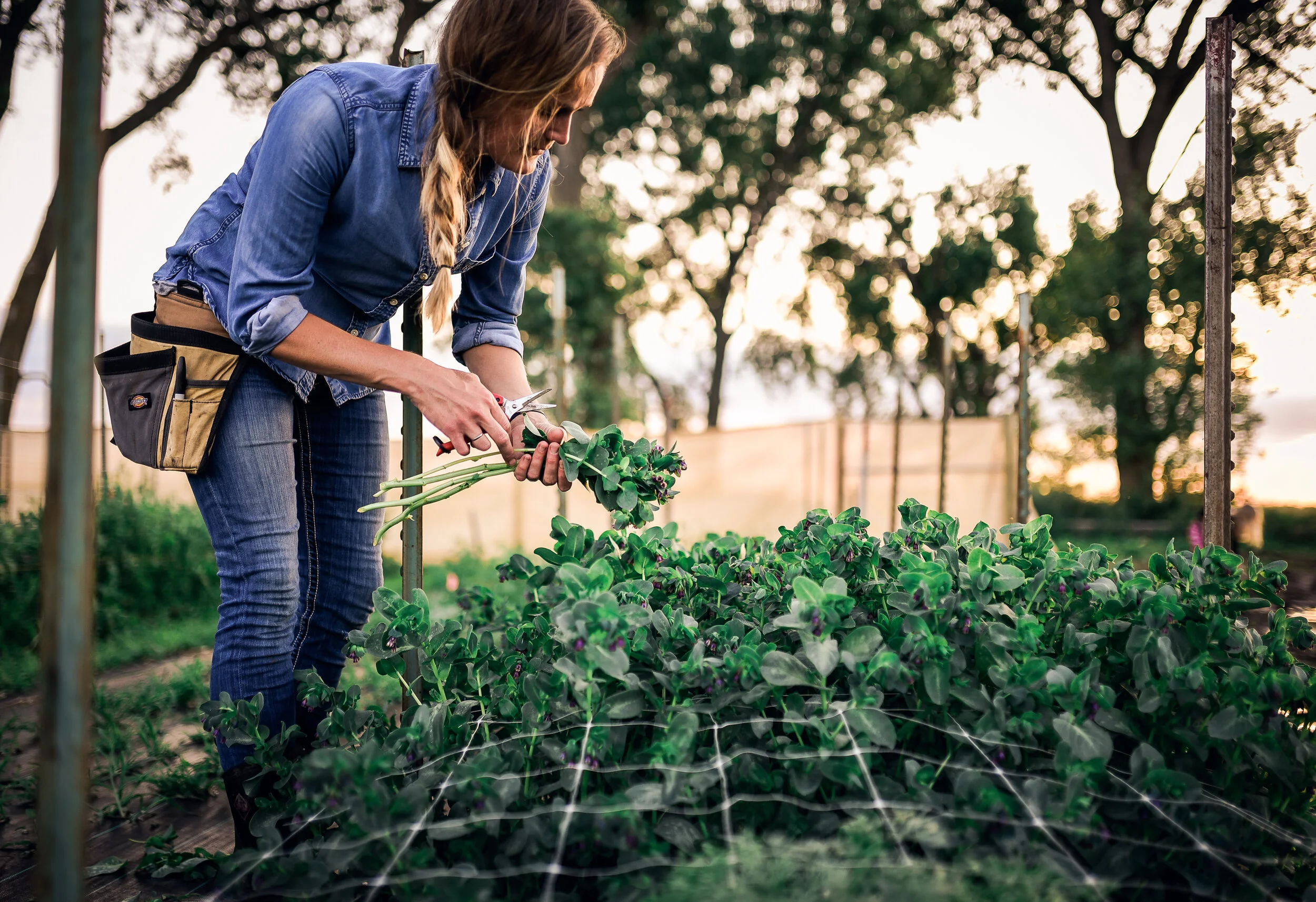 Seasonal Gallery — Pixie Acres