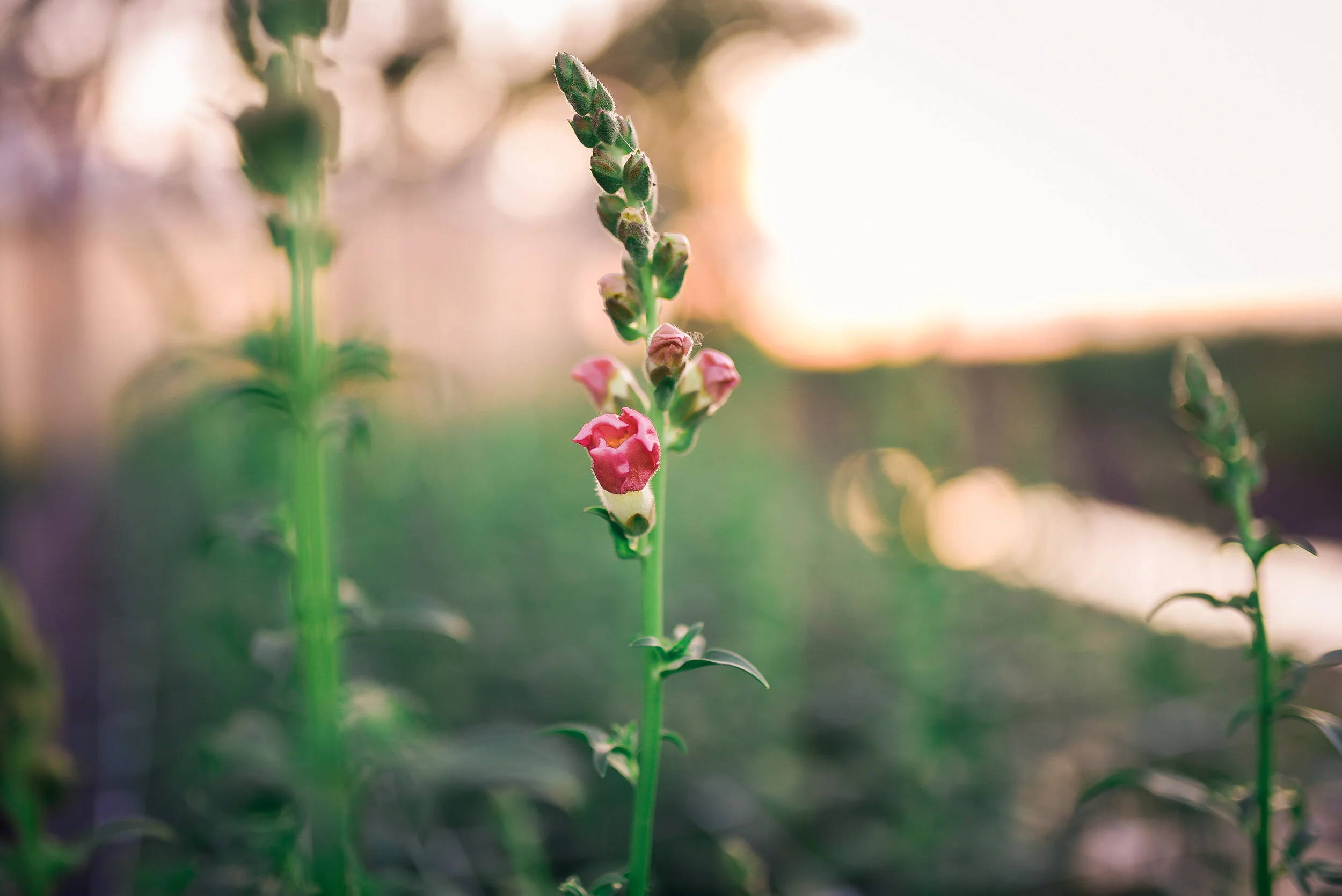 Seasonal Gallery — Pixie Acres