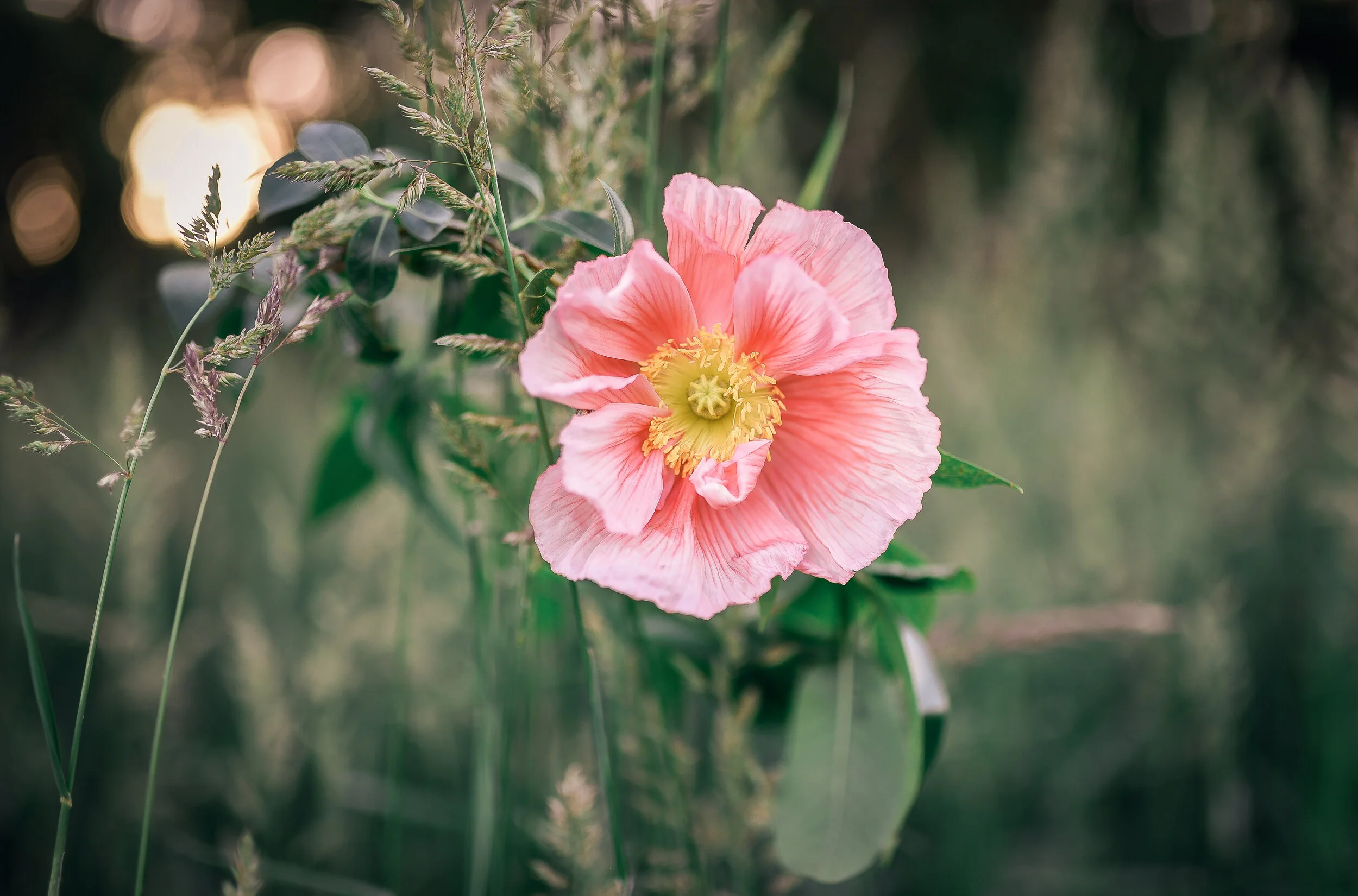 Shop — Pixie Acres