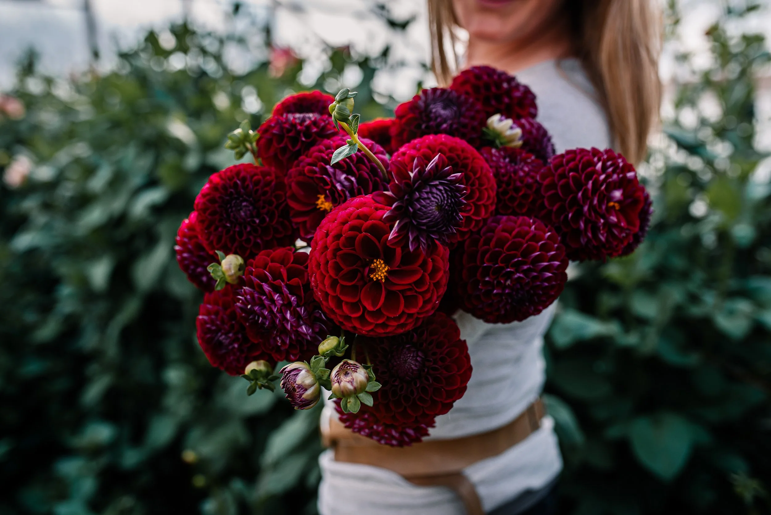 Dahlia Tubers — Pixie Acres