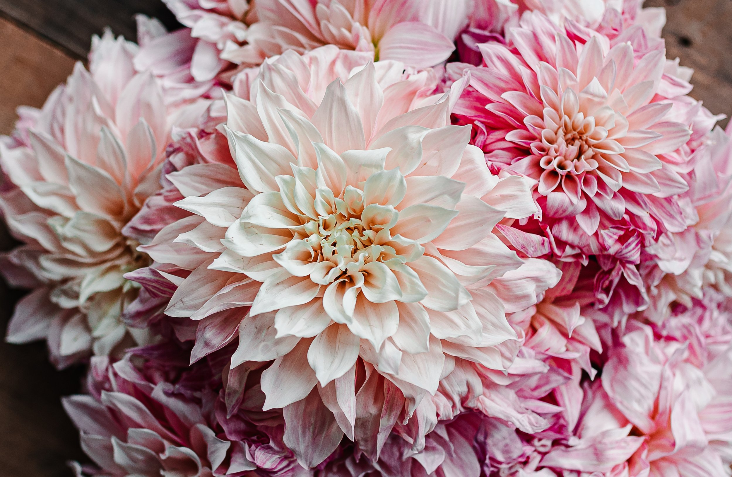 Dahlia Tubers — Pixie Acres