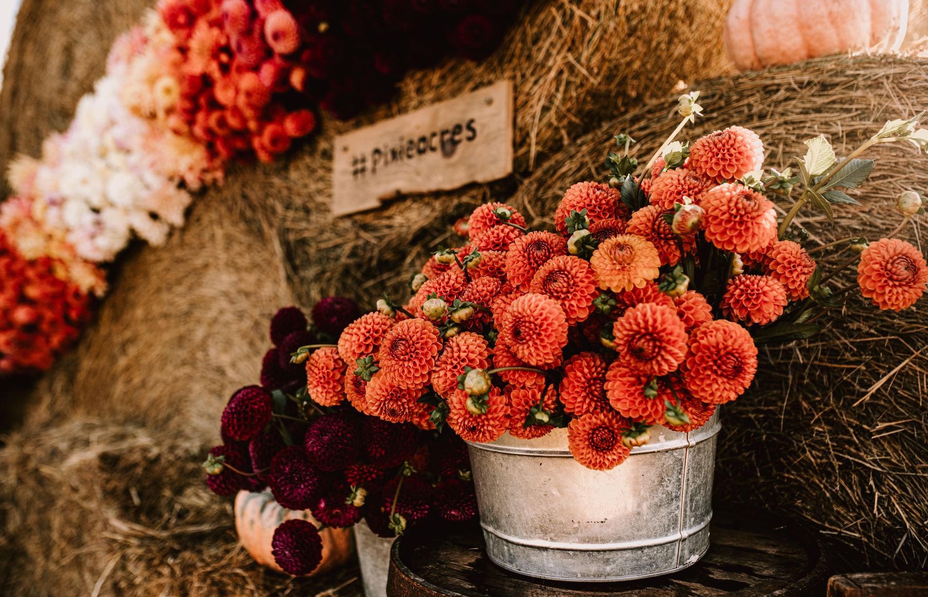 Dahlia Tubers — Pixie Acres