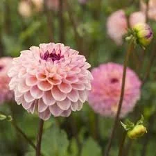 Dahlia Tubers — Pixie Acres