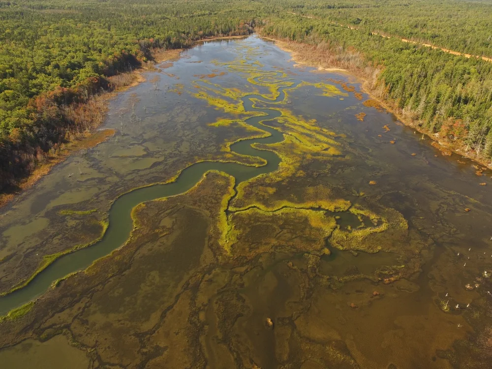 Restoring Fish Passage at Abrams River Tidal Wetland — CBWES Inc.