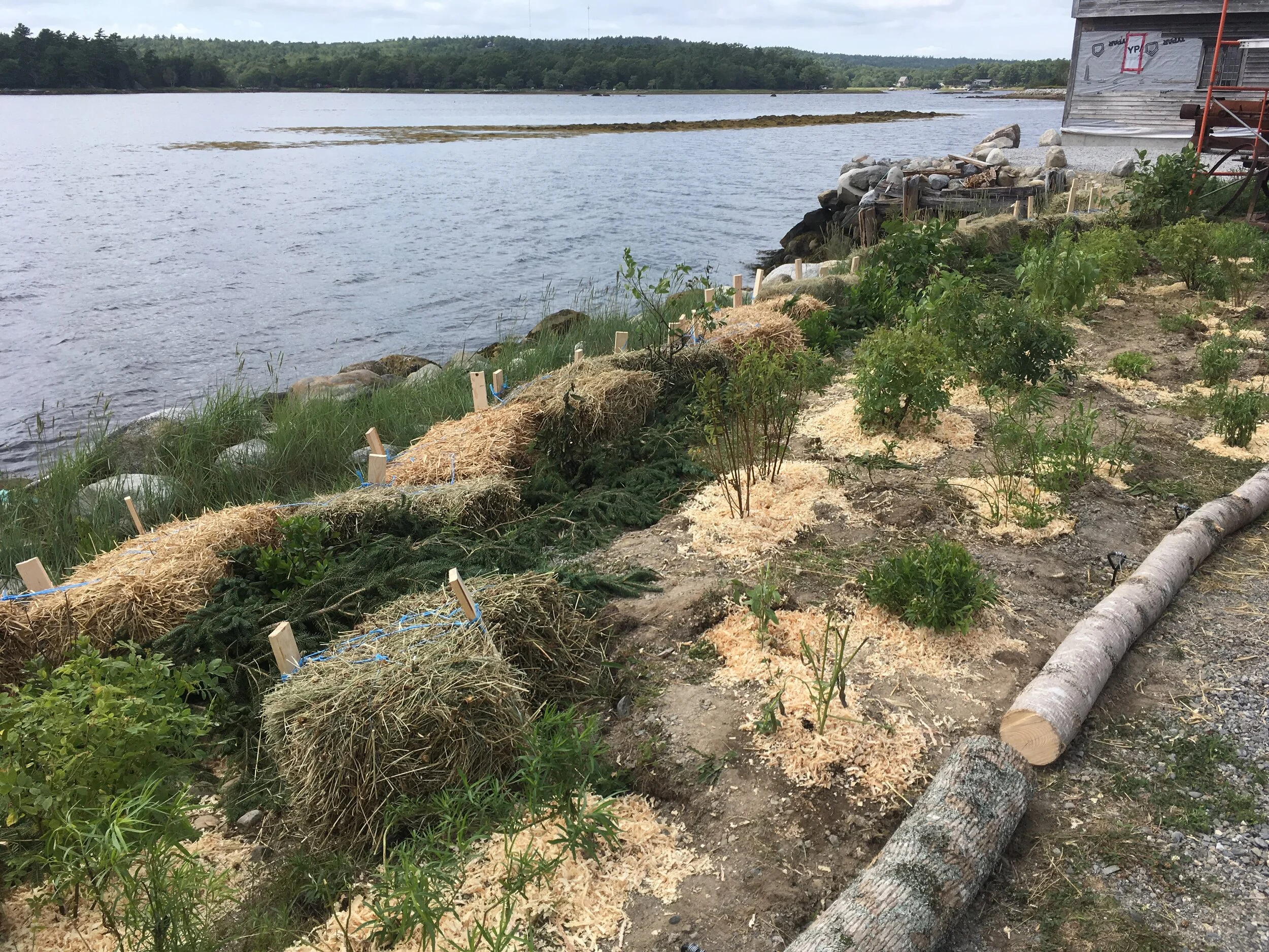 Living Shorelines and Natural Infrastructure — CBWES Inc.