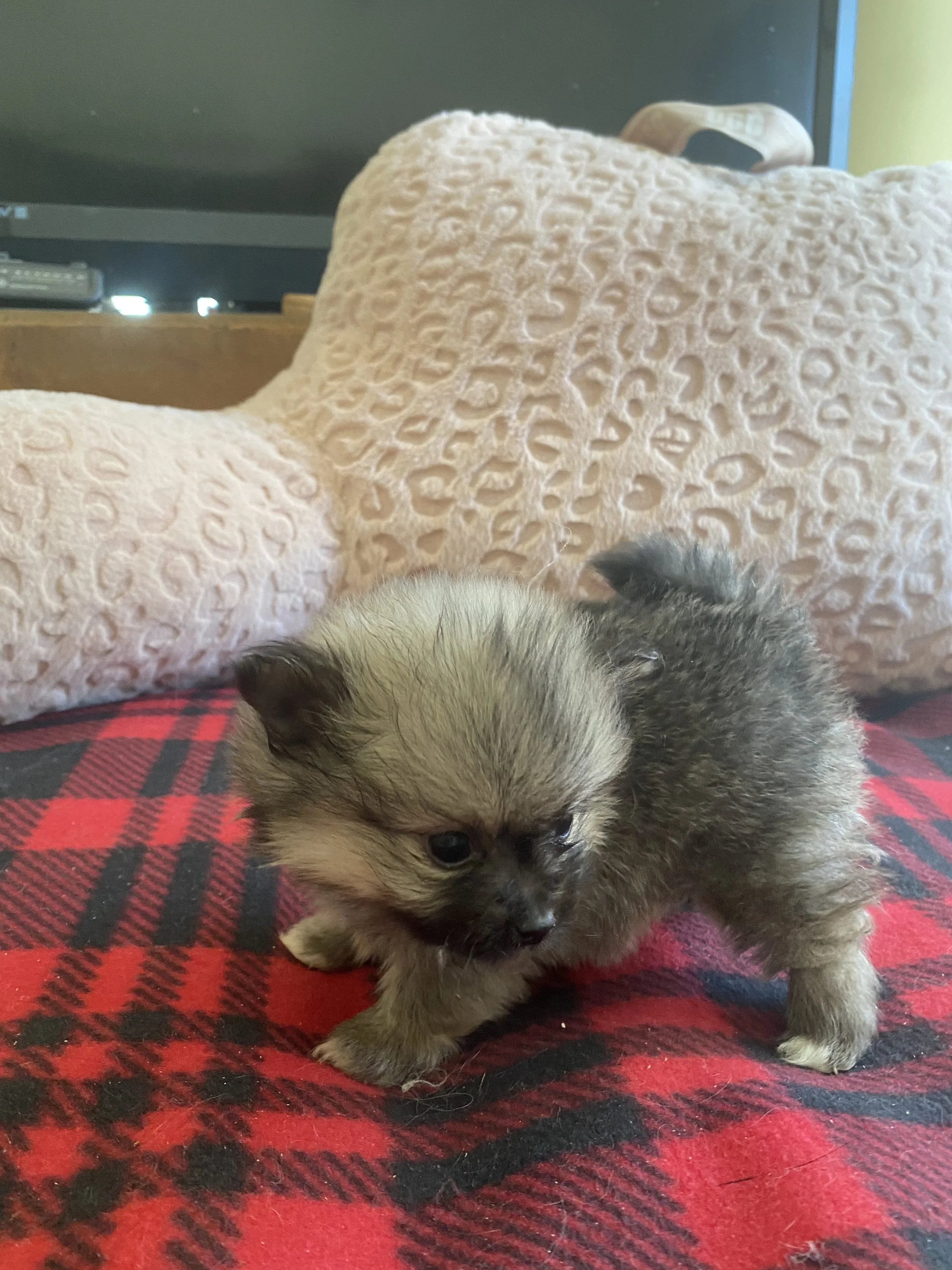 Pomeranians — Tiny Parti Paws