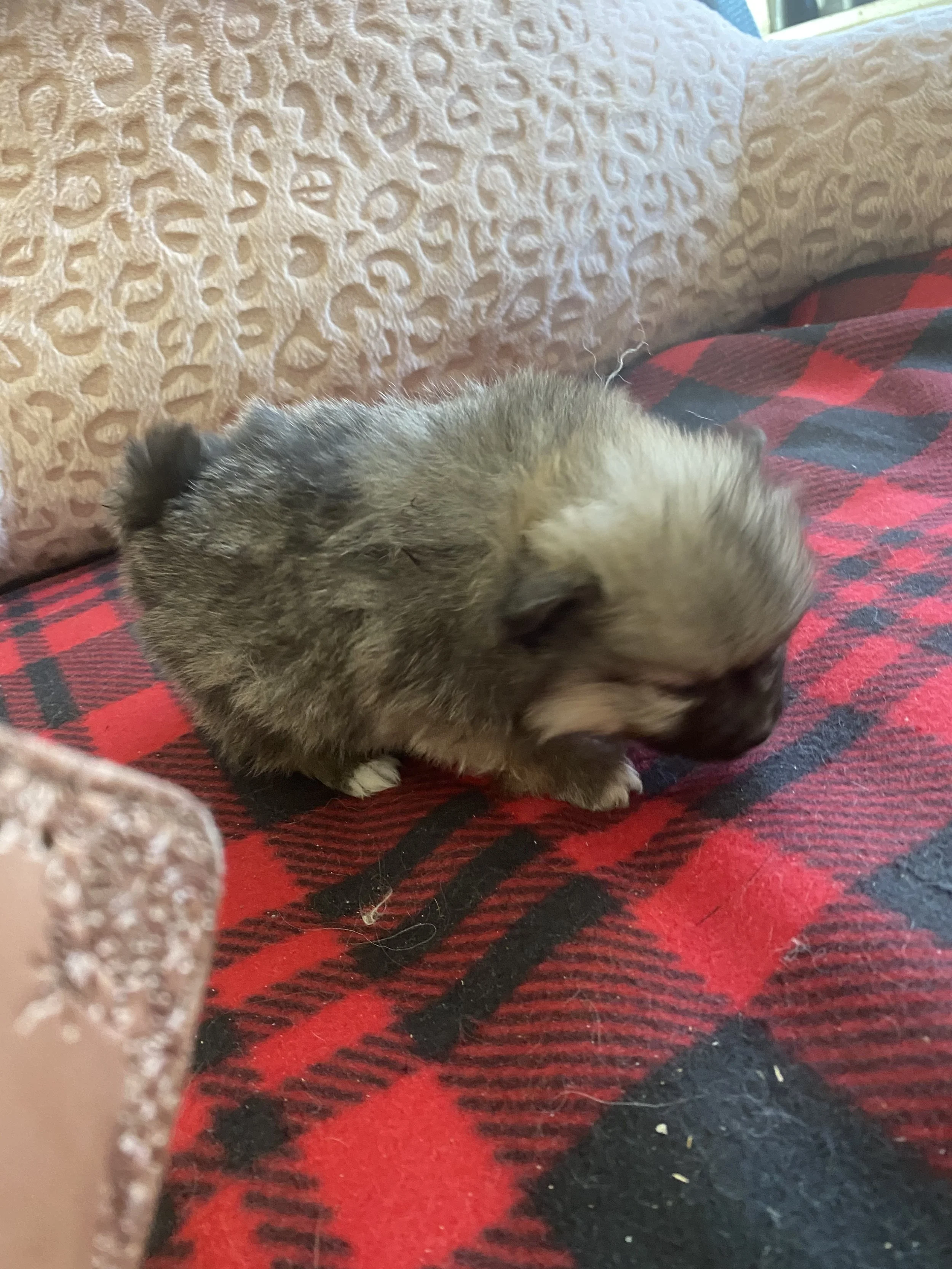 Pomeranians — Tiny Parti Paws