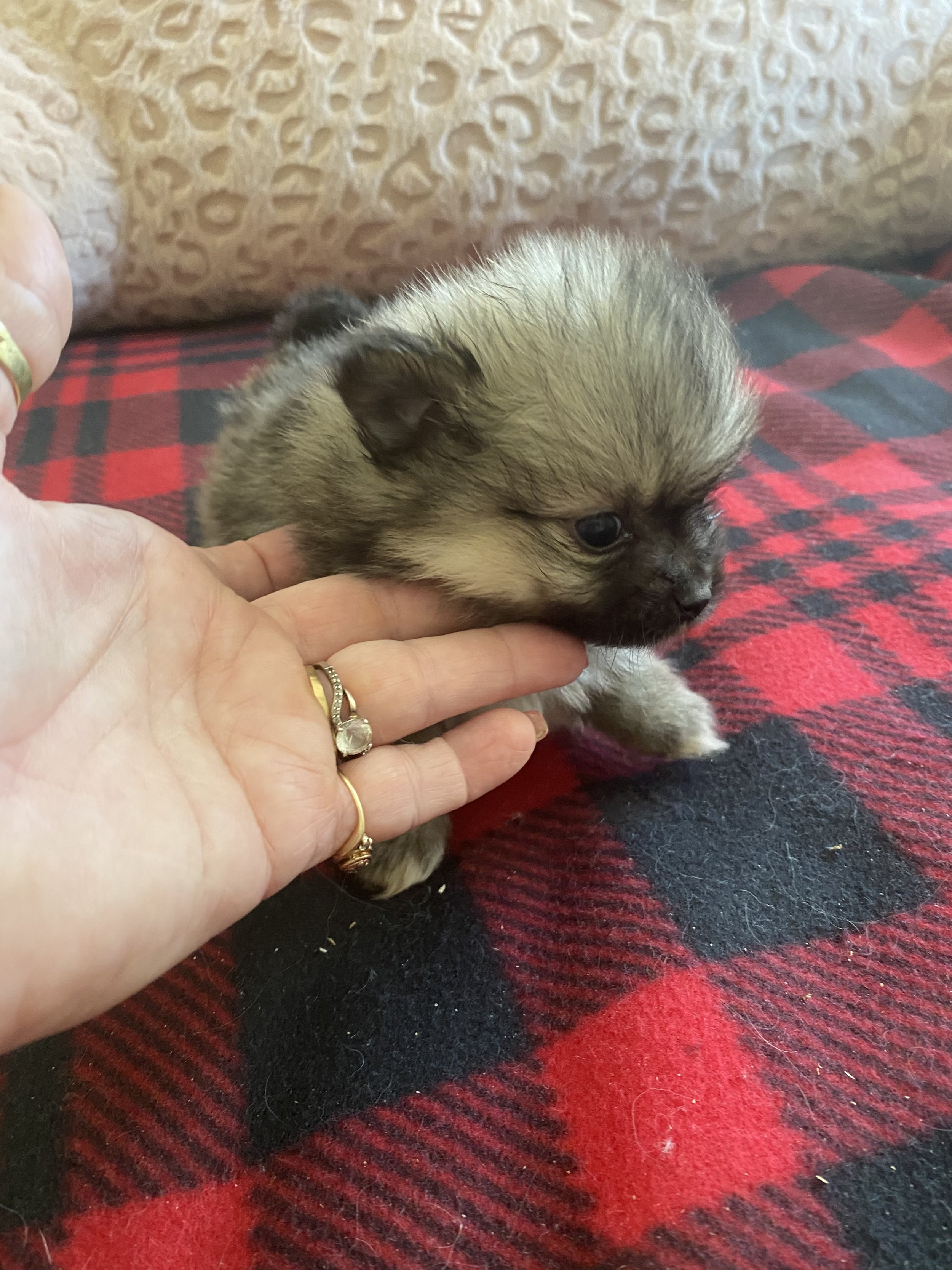 Pomeranians — Tiny Parti Paws