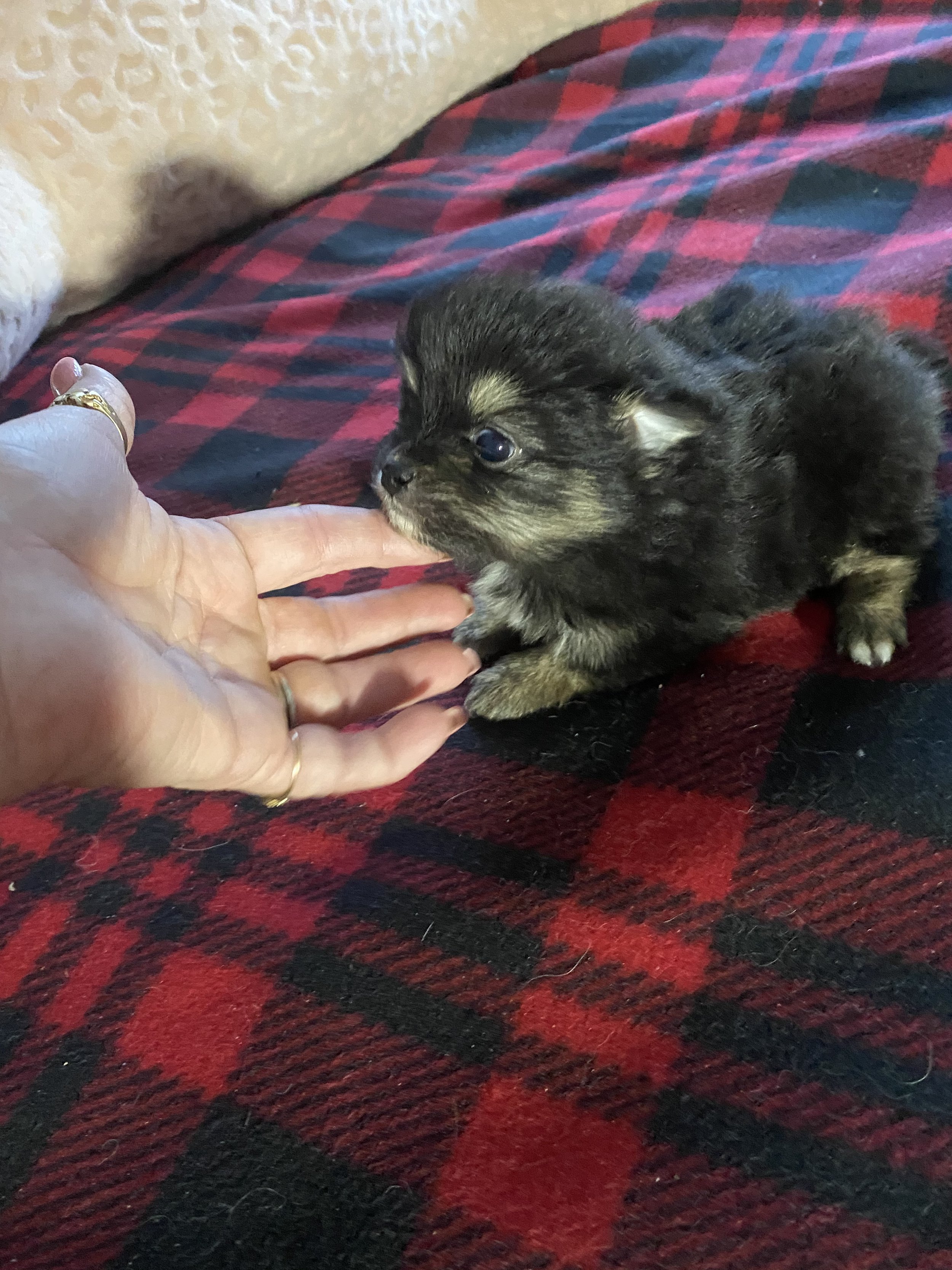Pomeranians — Tiny Parti Paws