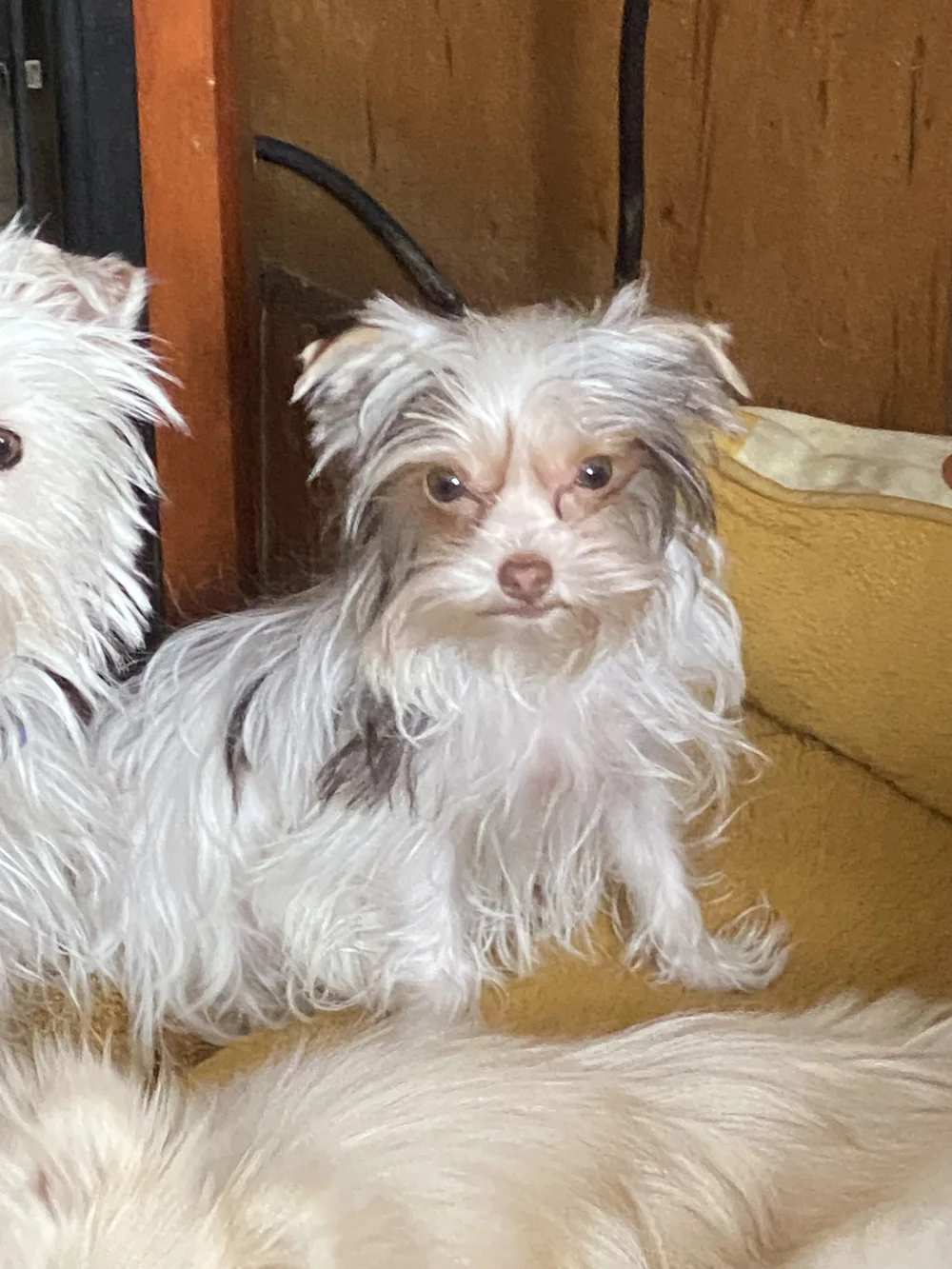 Yorkies Full Grown