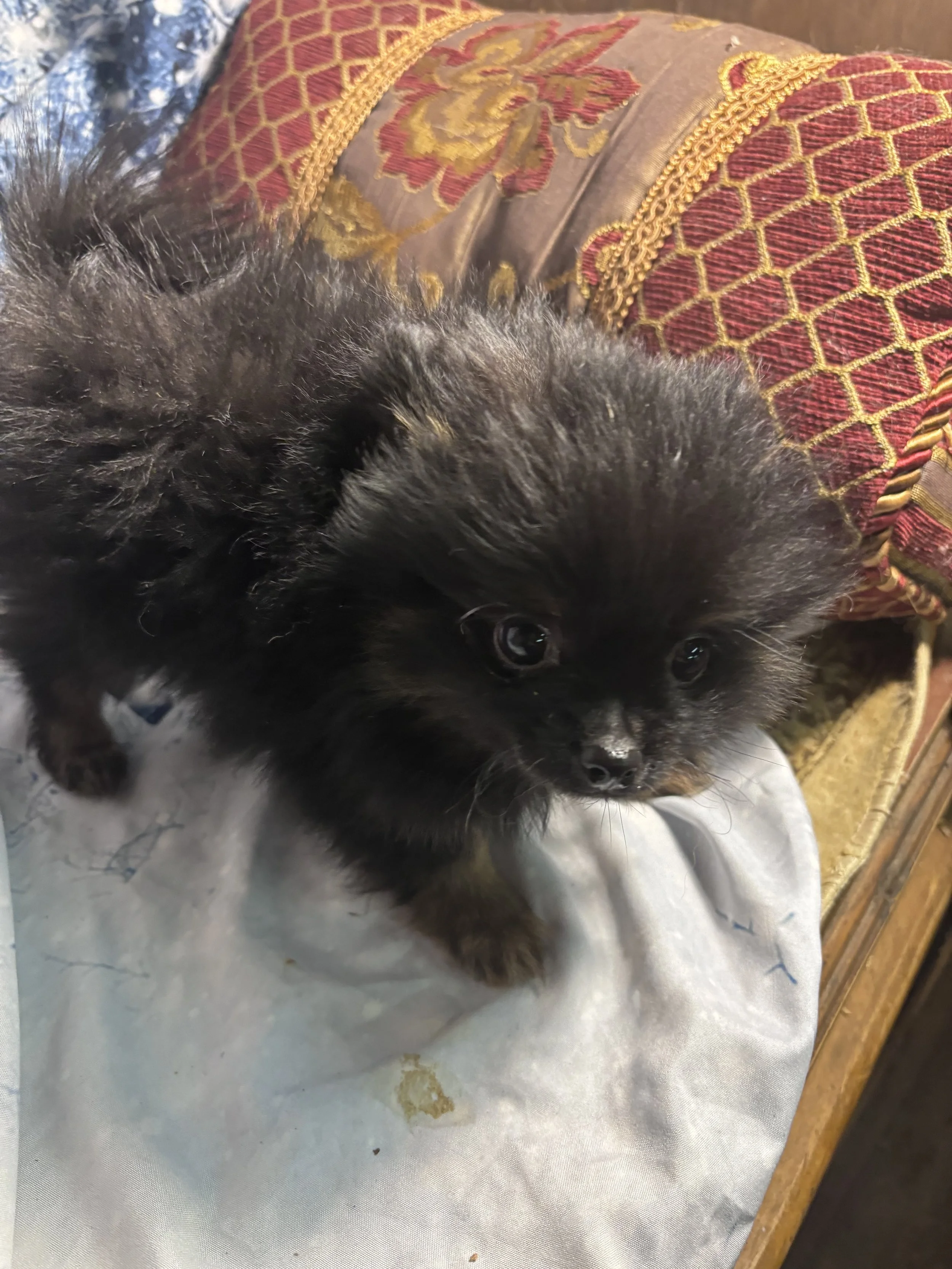 Pomeranians — Tiny Parti Paws